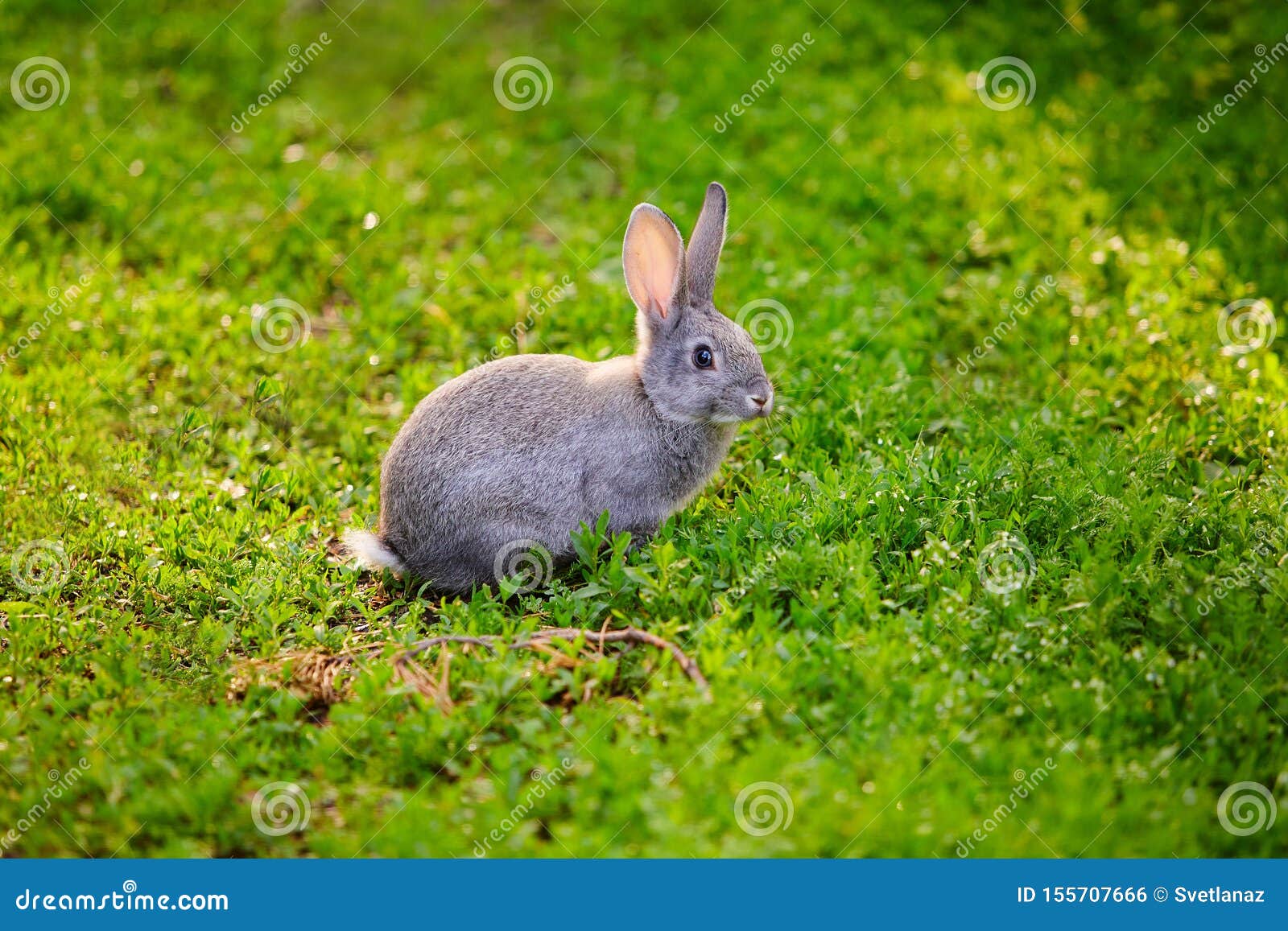 Cute Grey Bunny Sitting in the Grass Stock Photo - Image of grass ...