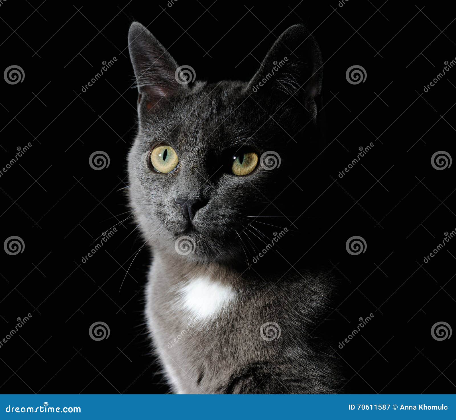 Cute grey cat stock image. Image of snout, background - 70611587