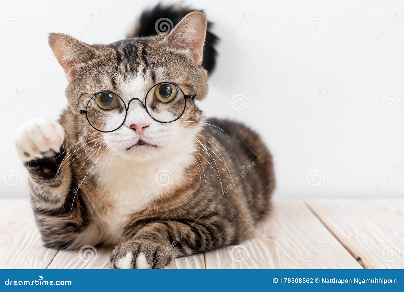 Cute grey cat with glasses stock photo. Image of background - 178508562