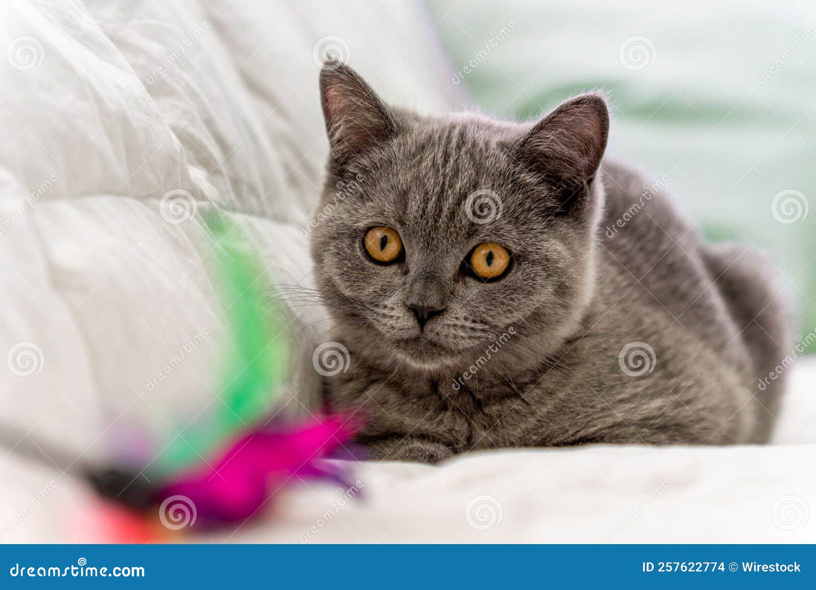Cute Grey Cat Laying on a Bed Stock Photo - Image of furry, animal ...