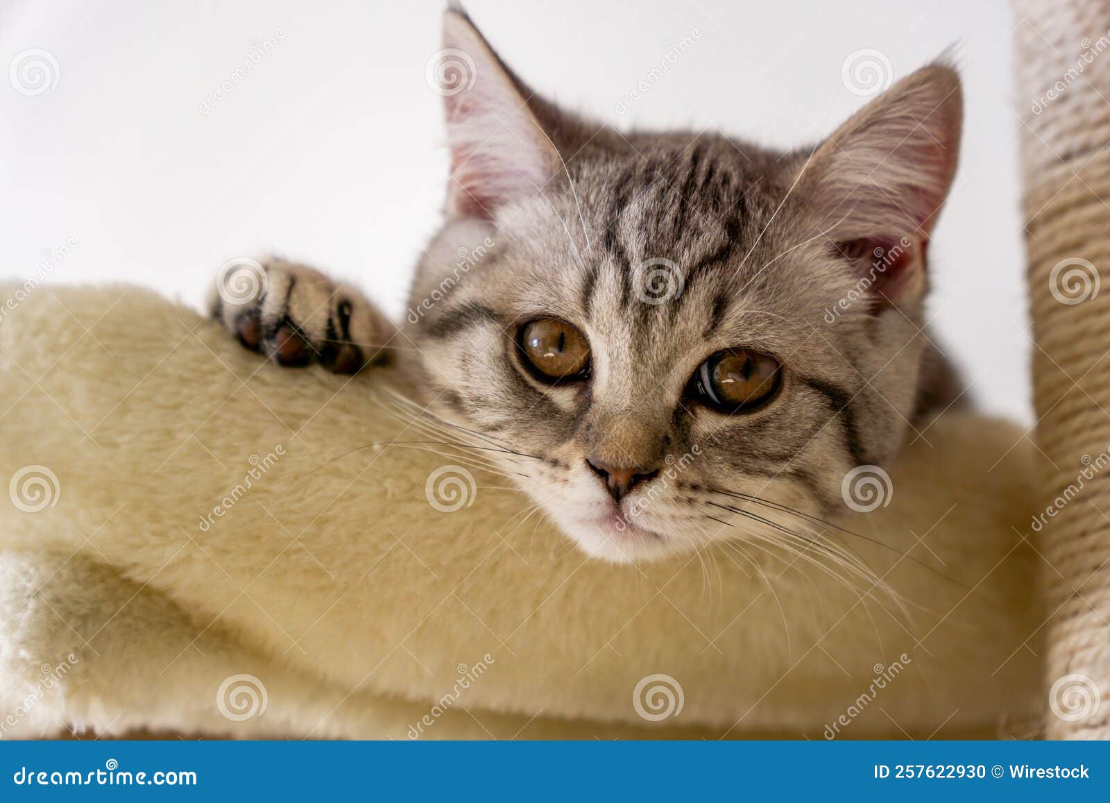 Cute Grey Cat Laying on a Bed Stock Photo - Image of domestic, adorable ...