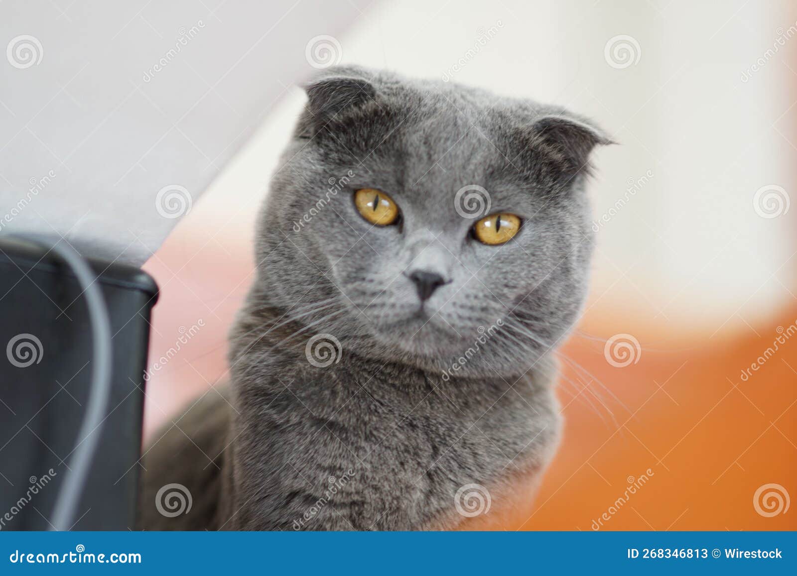 Cute, Grey Cat Laying in the Home Stock Image - Image of domestic ...