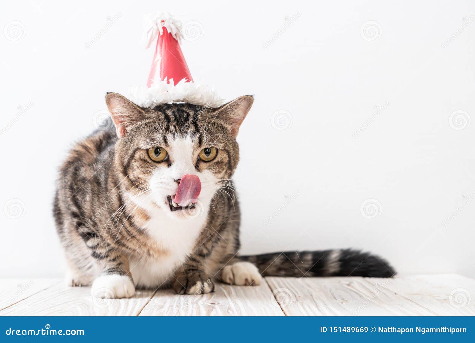 Cat with party hat stock image. Image of little, feline - 151489669