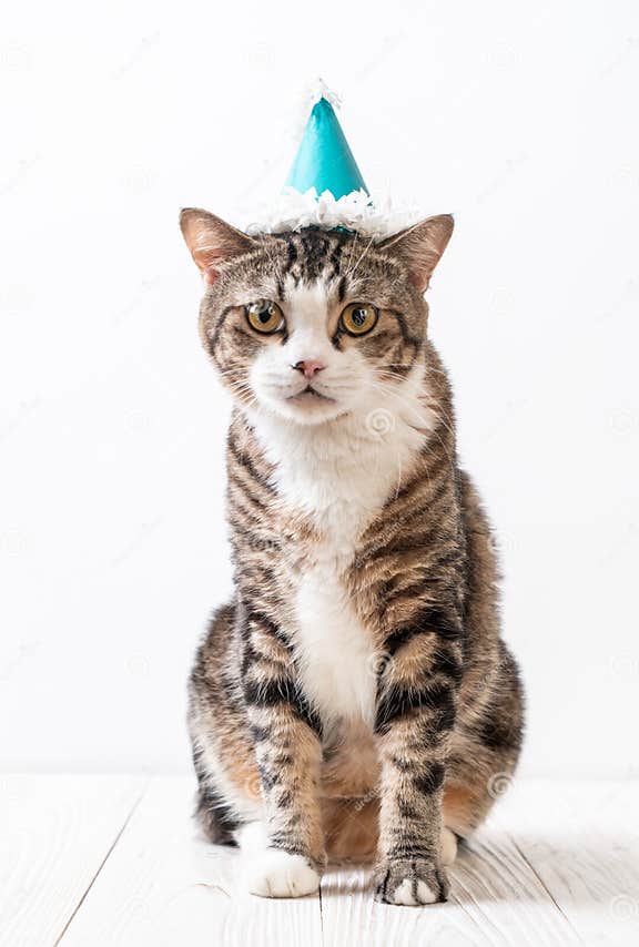 Cat with party hat stock image. Image of front, background - 151683189