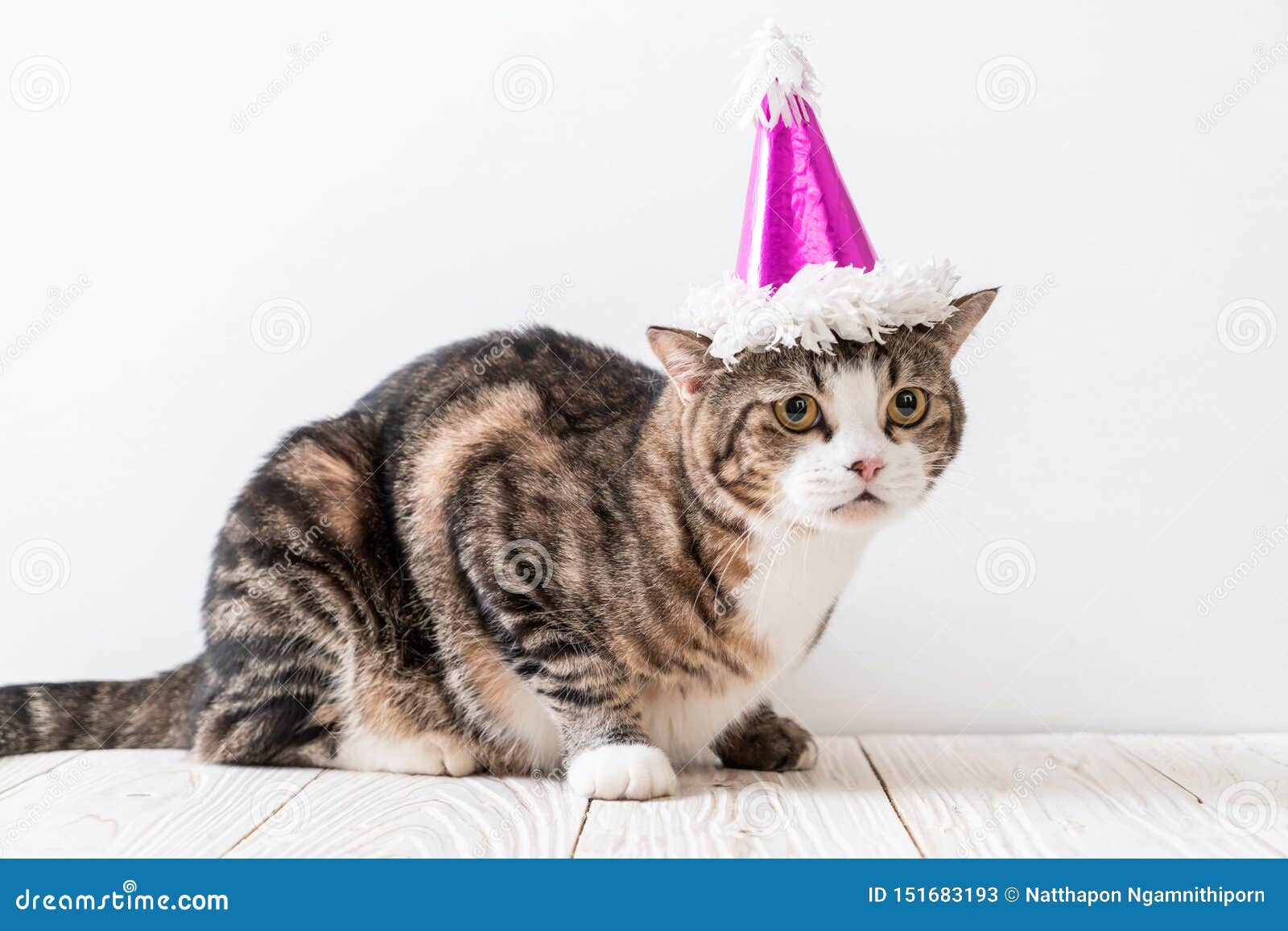 Cat with party hat stock image. Image of studio, celebration - 151683193