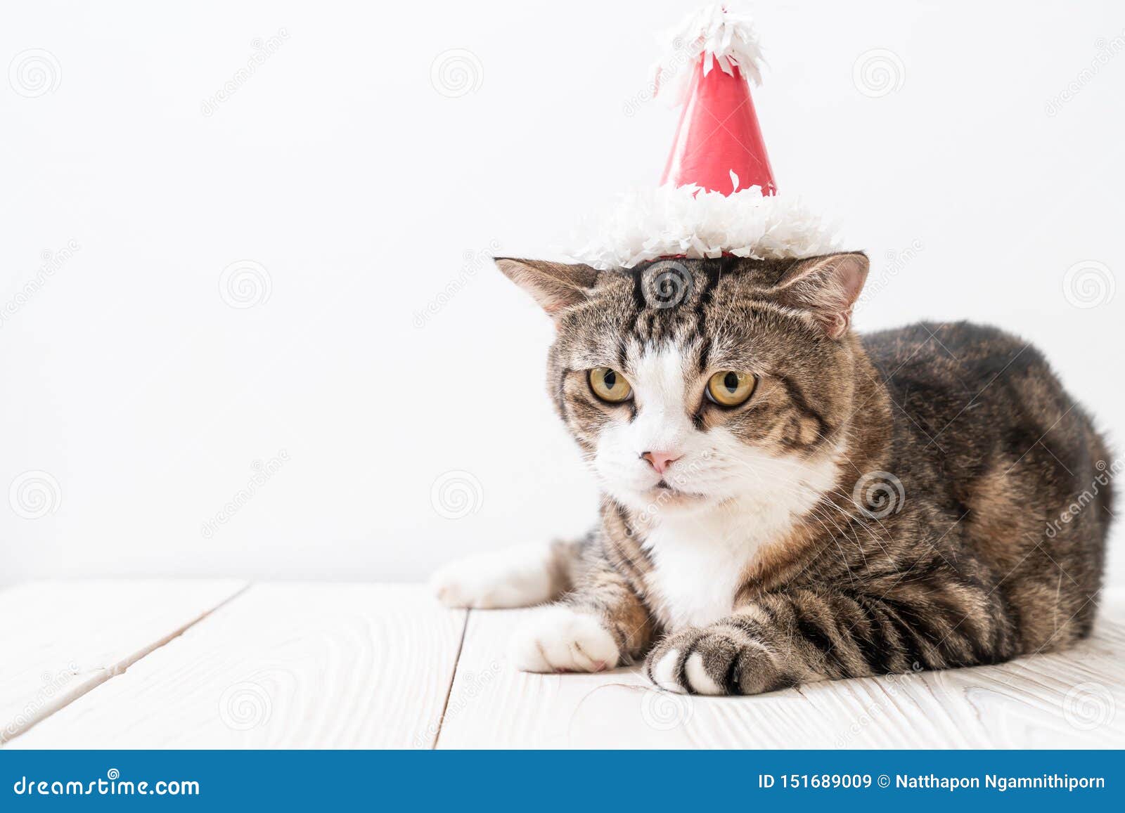 Cat with party hat stock image. Image of baby, kitty - 151689009