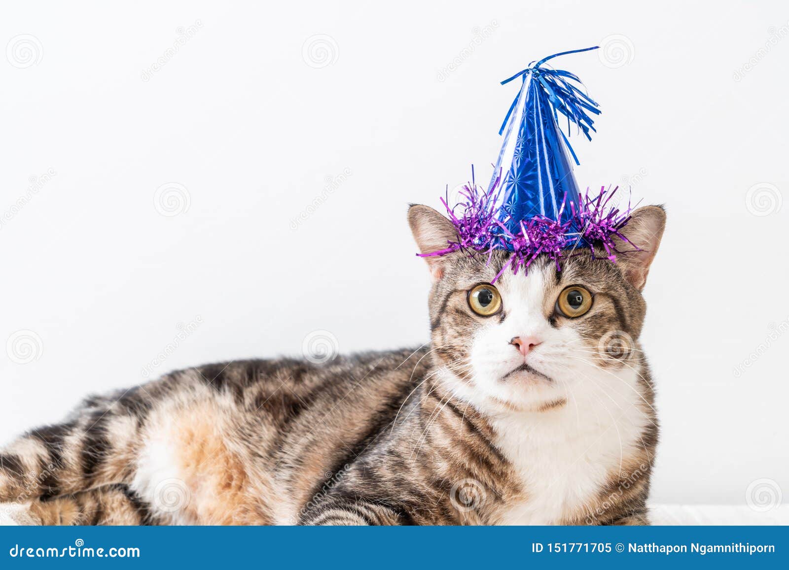 Cat with party hat stock image. Image of holiday, view - 151771705