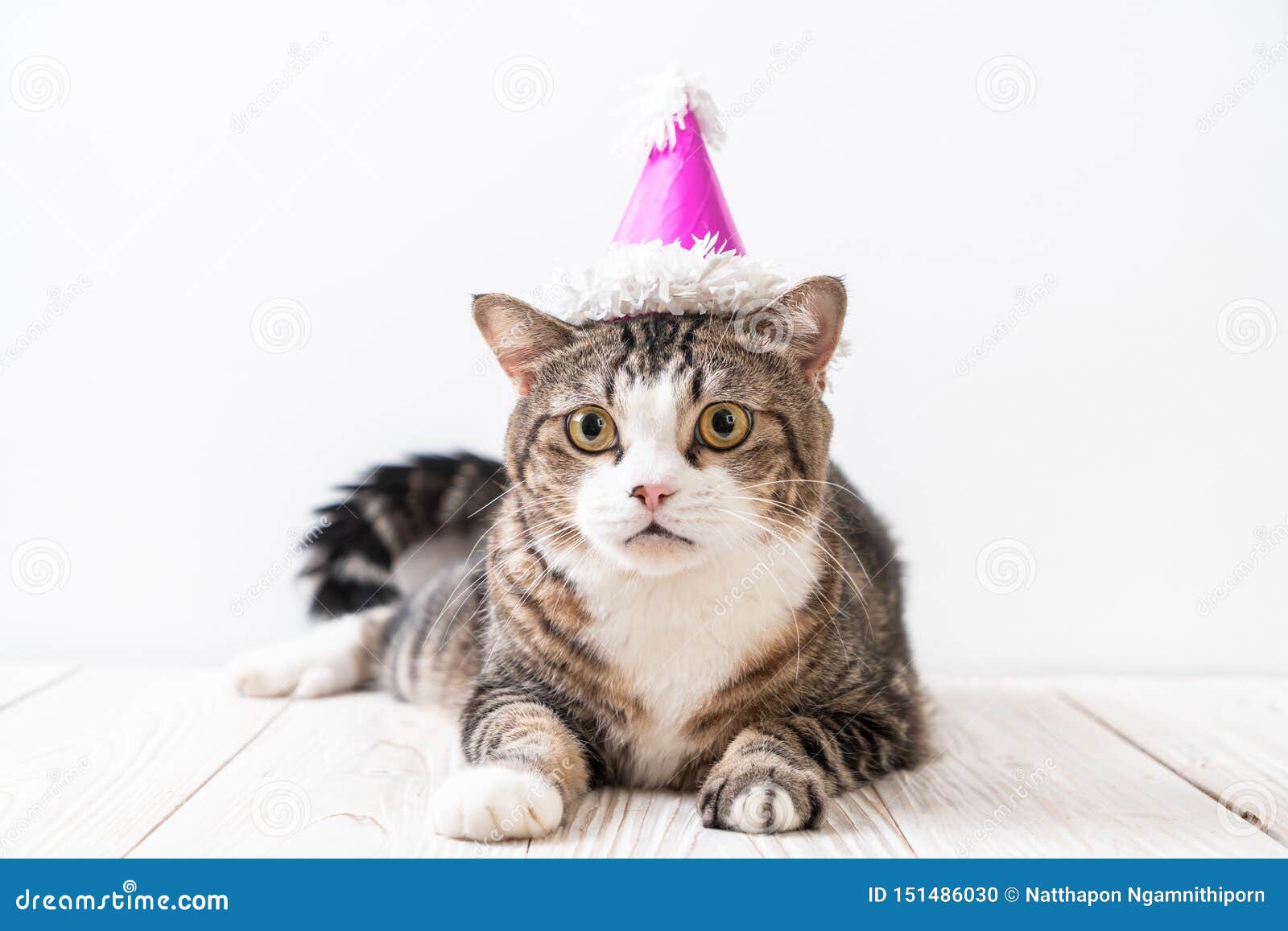 Cat with party hat stock photo. Image of front, party - 151486030