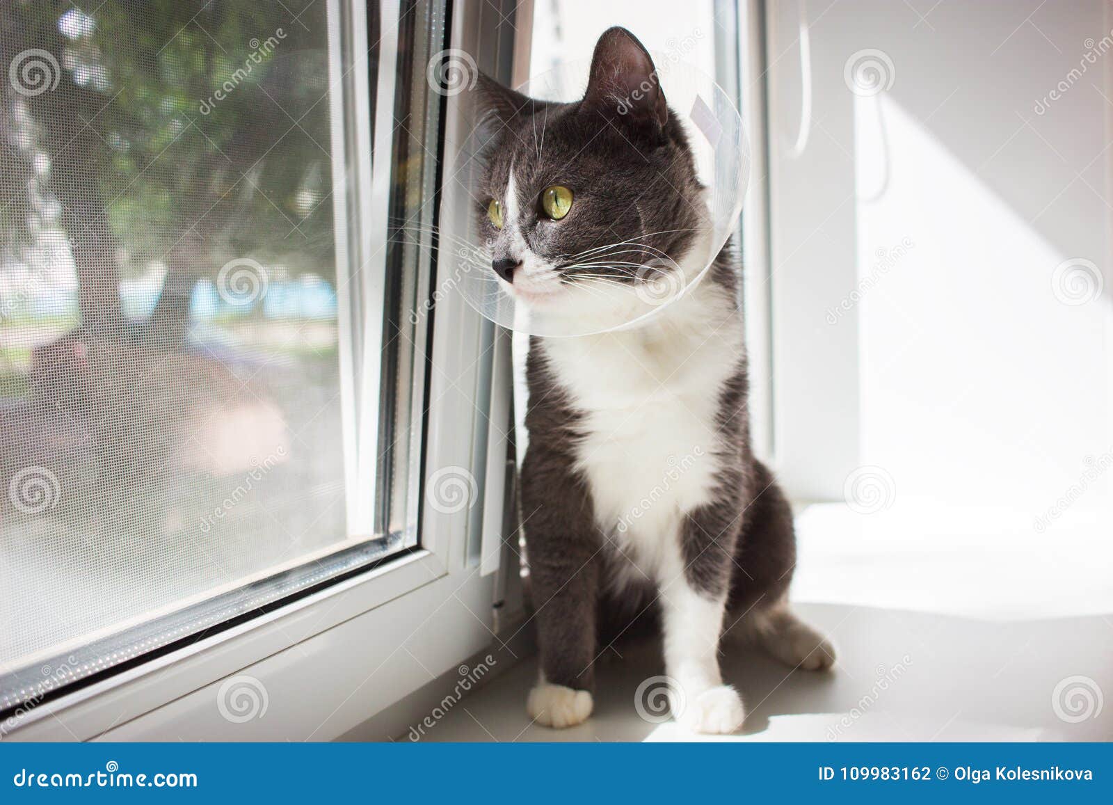 Cute grey cat patient stock photo. Image of hospital - 109983162