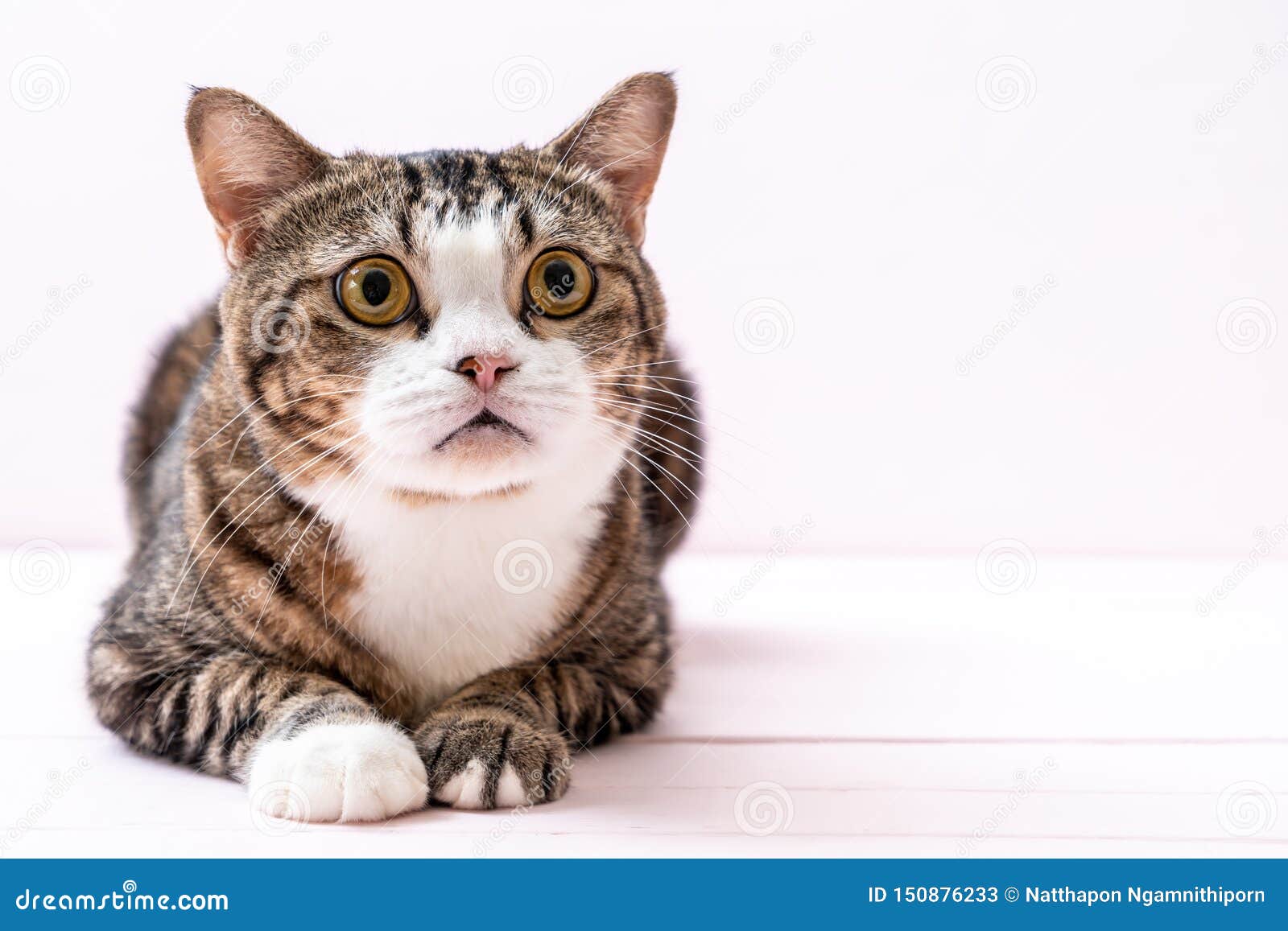 Cute grey cat stock image. Image of collage, pink, animal - 150876233