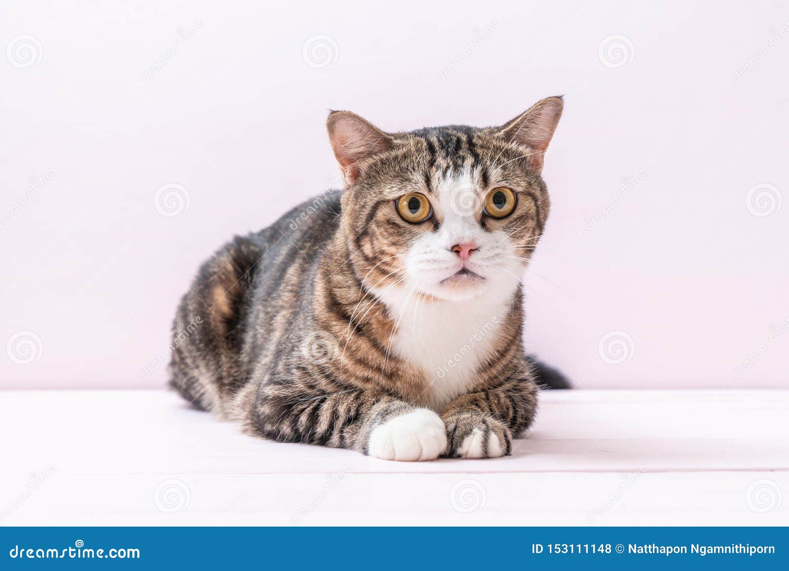 Cute grey cat stock photo. Image of noble, baby, group - 153111148