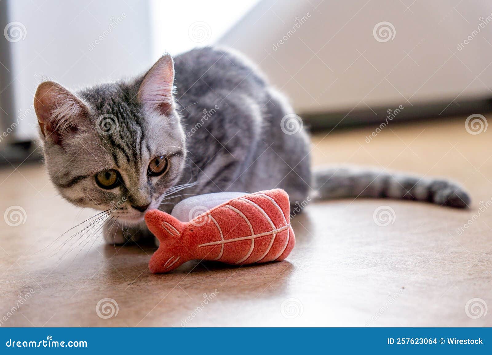 Cute Grey Cat Playing with a Toy Stock Photo - Image of domestic ...