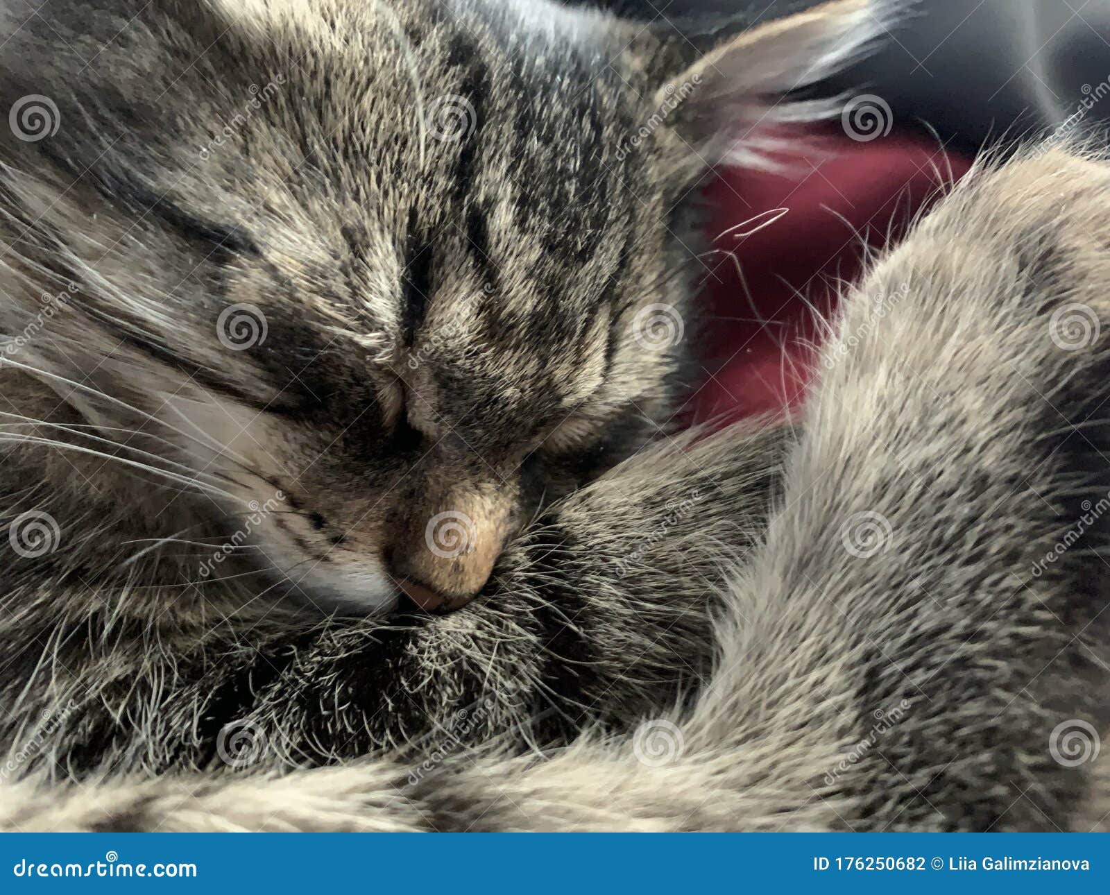 Cute grey cat stock photo. Image of rest, resting, happy - 176250682