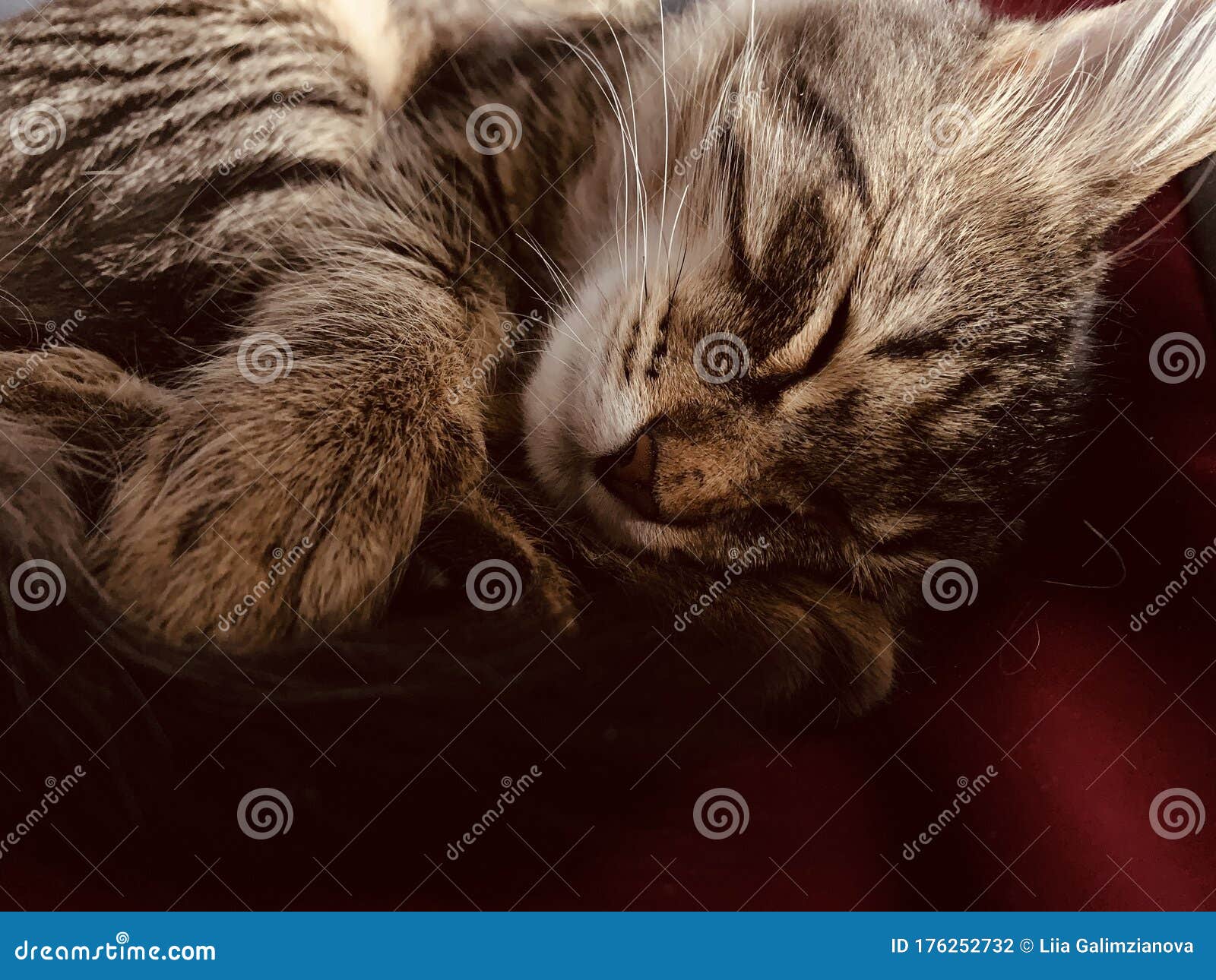 Cute grey cat stock photo. Image of sleep, home, relax - 176252732