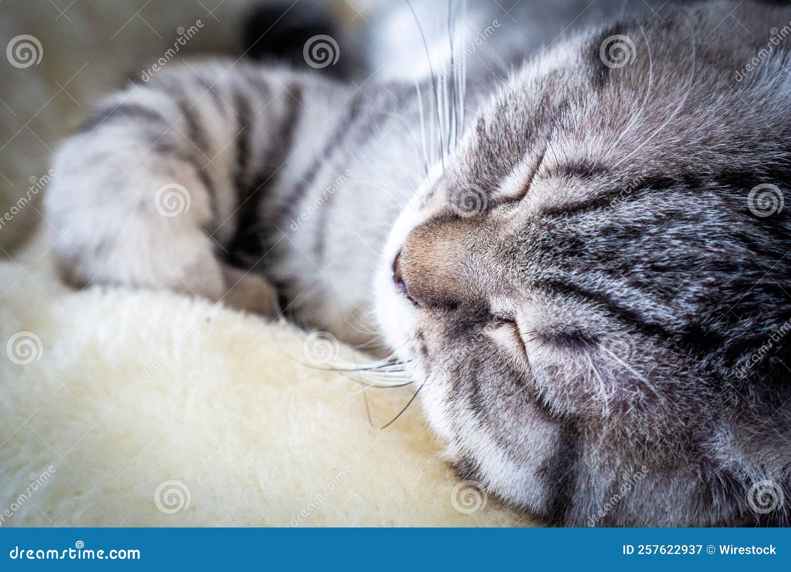 Cute Grey Cat Sleeping on a Bed Stock Image - Image of gray, animal ...