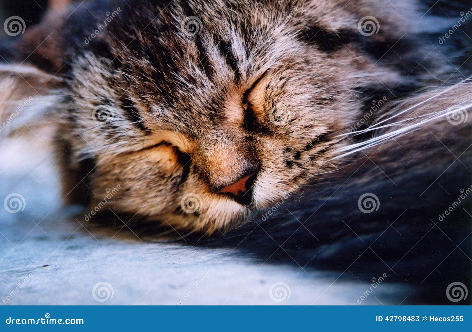 Cute Grey Cat Sleeping Peacefully Stock Image - Image of stone, sunny ...