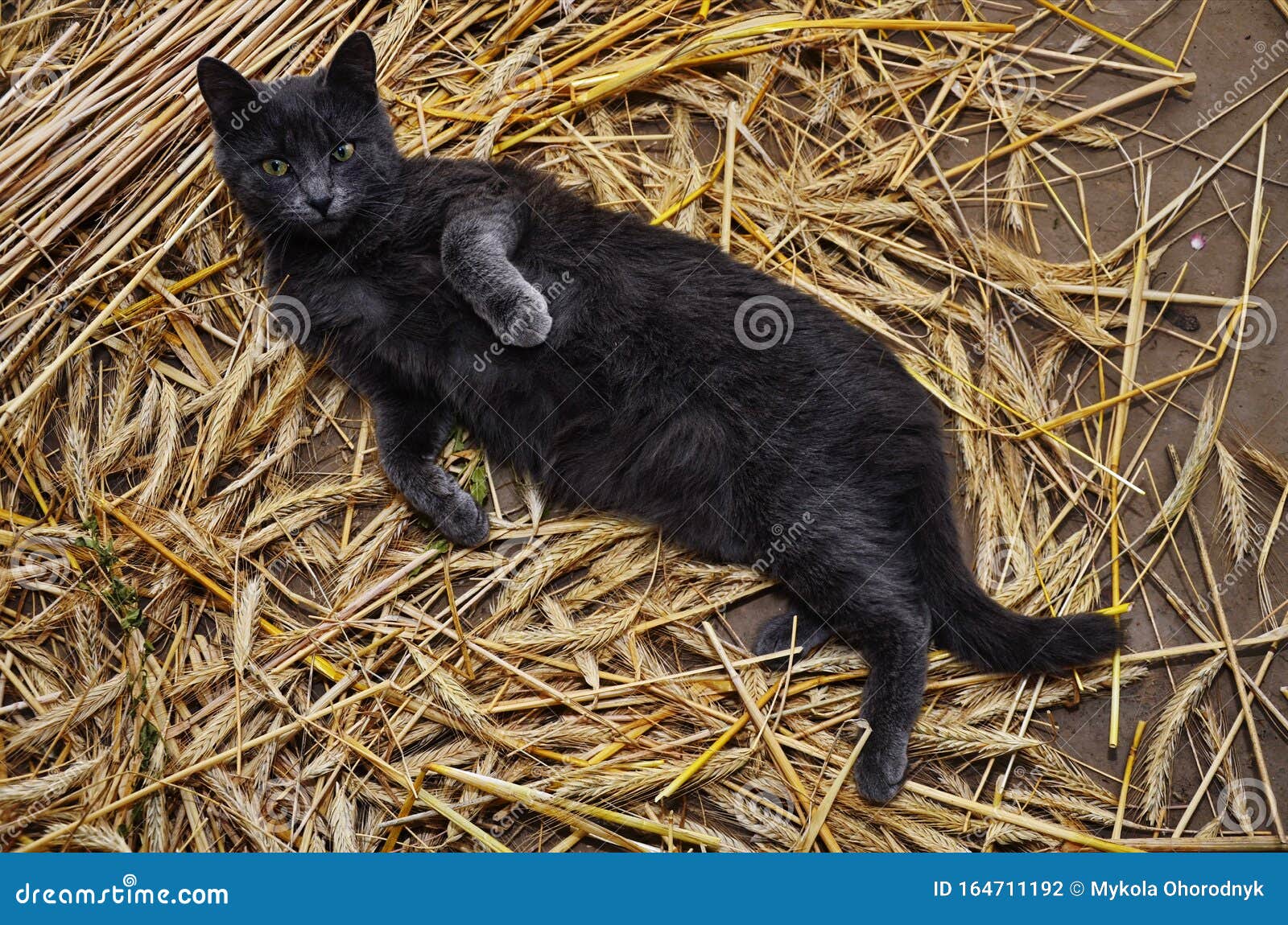 Cute grey cat in the straw stock photo. Image of cowboy - 164711192