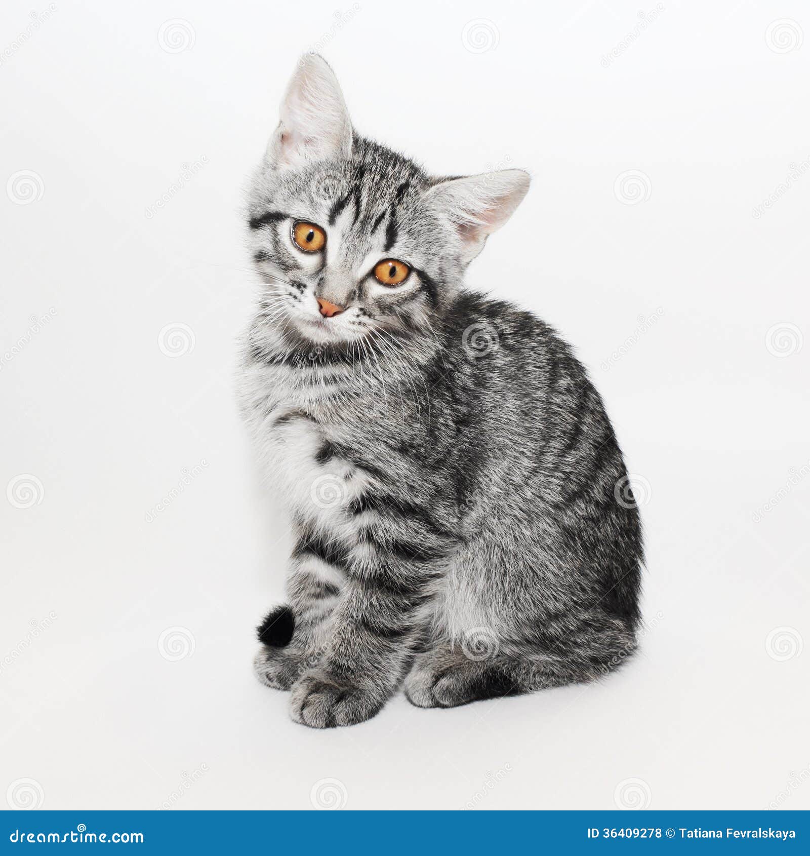 Cute Grey Cat Lying At The Bed Sleeping Royalty-Free Stock Photography ...