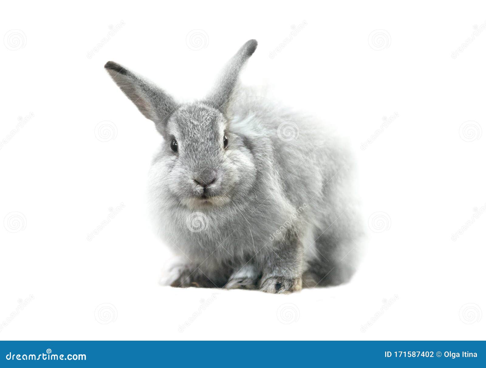Cute Grey Fluffy Rabbit Isolated on White Background Stock Photo ...