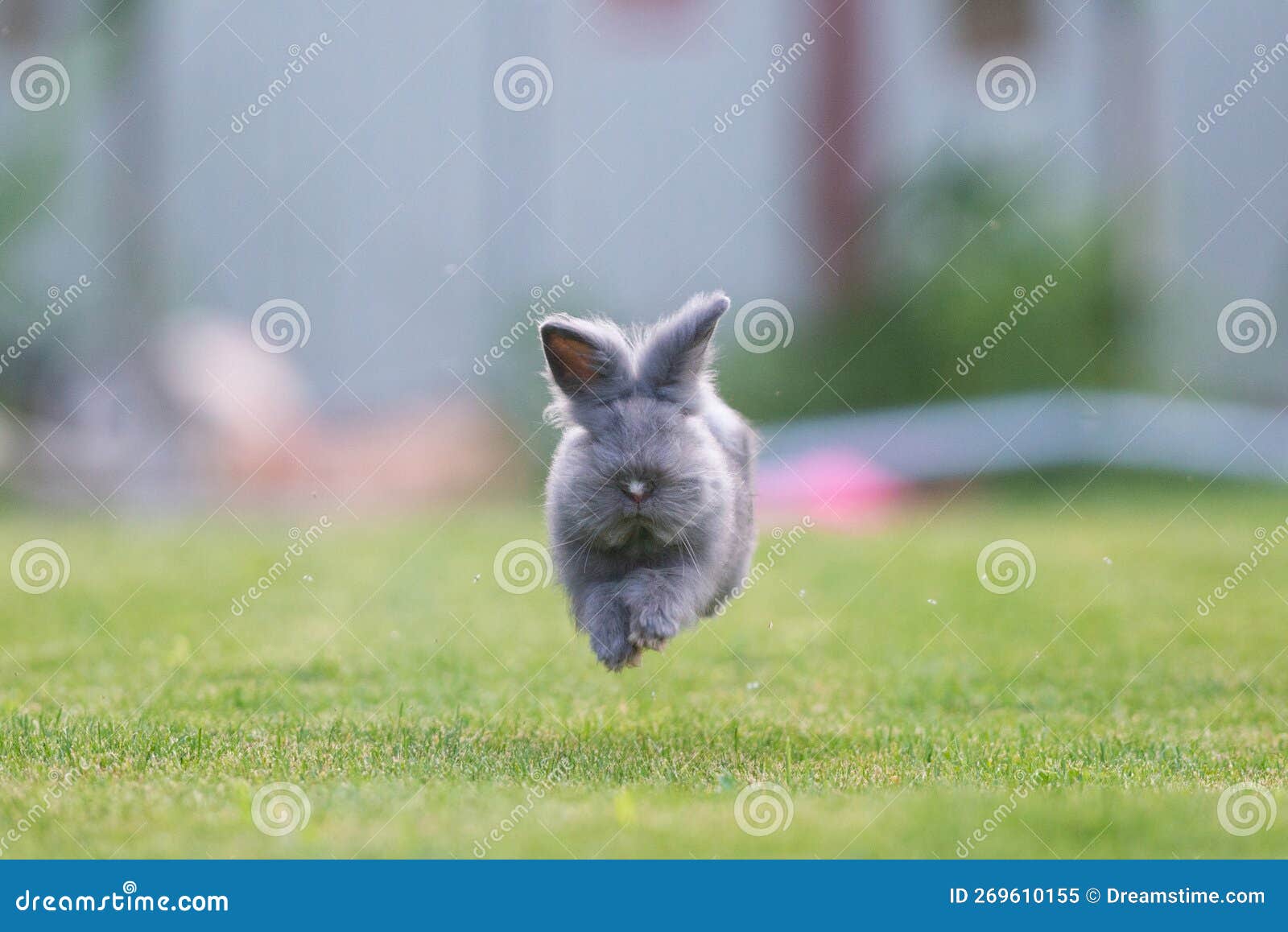 Cute Grey Fluffy Rabbit Running on Grass Backyard Stock Image - Image ...