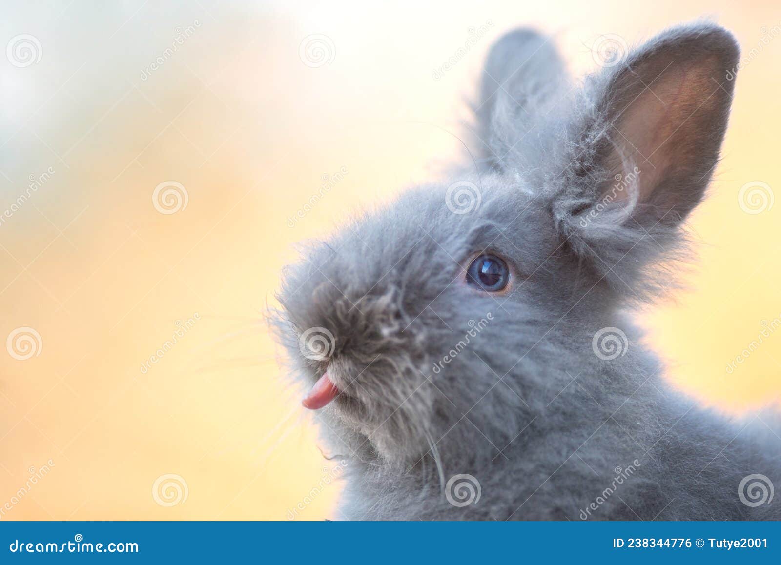 Cute Grey Fluffy Rabbit Sitting on Grass Backyard in Summer Stock Photo ...