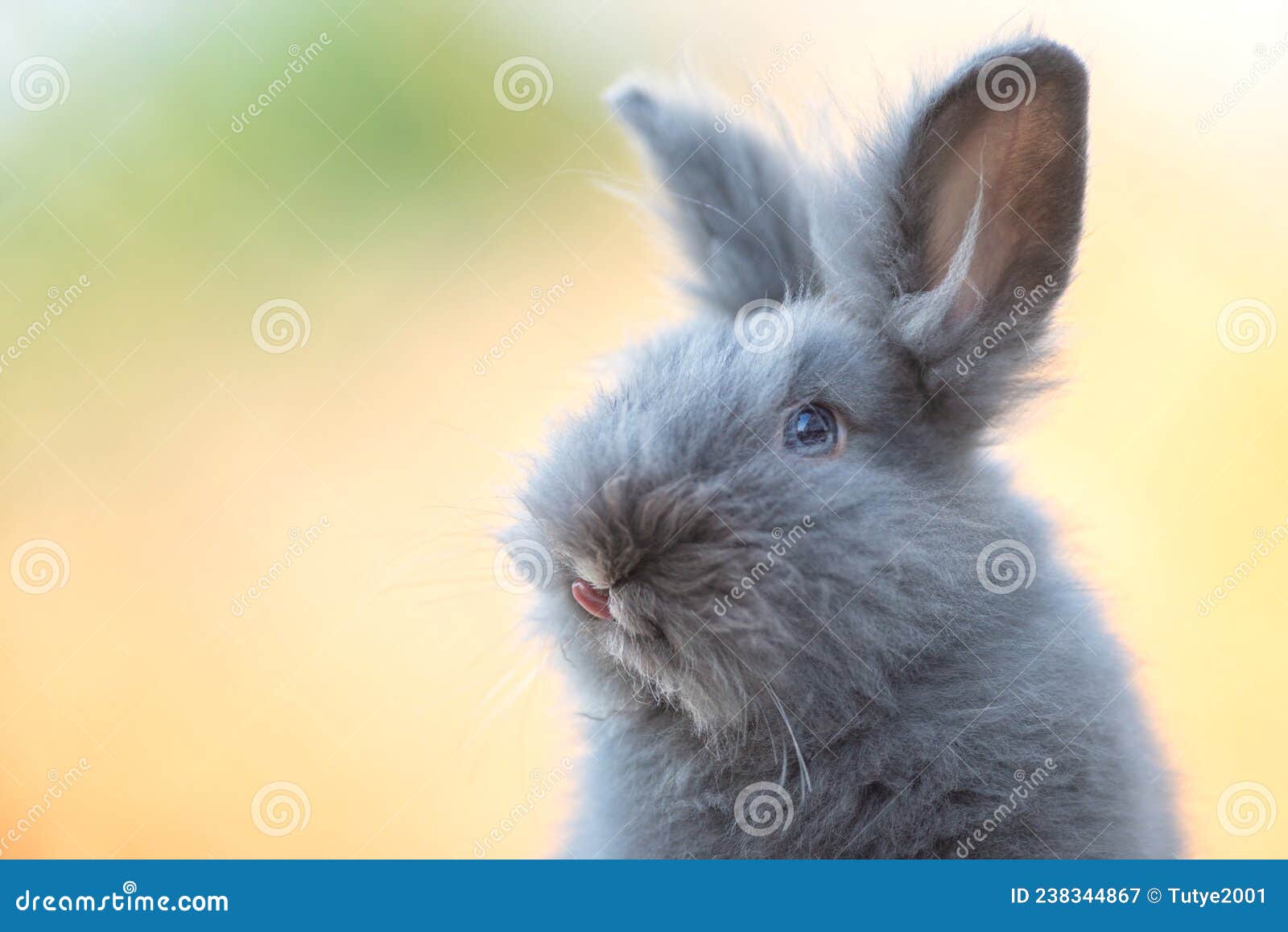 Cute Grey Fluffy Rabbit Sitting on Grass Backyard in Summer Stock Image ...