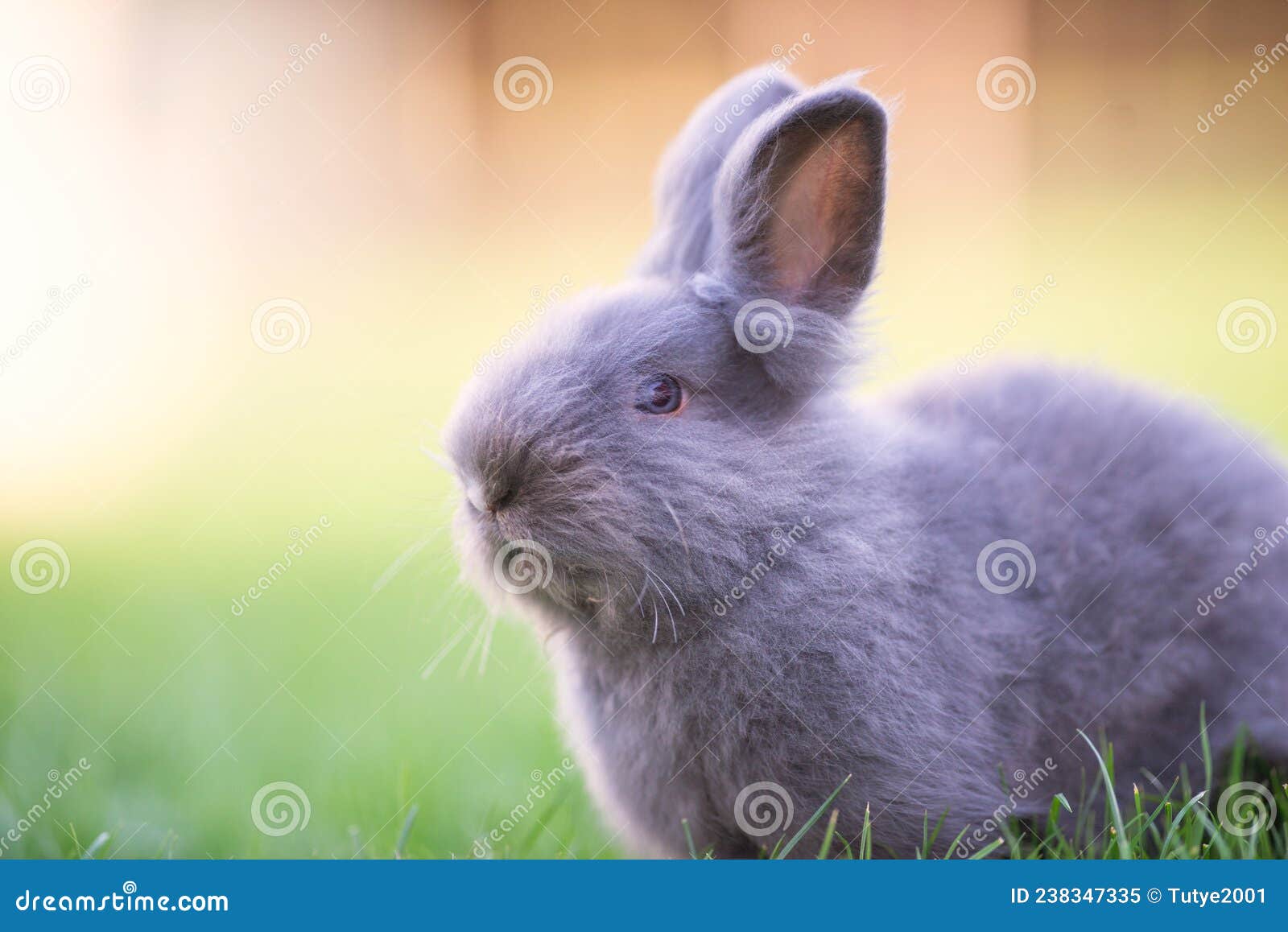 Cute Grey Fluffy Rabbit Sitting on Grass Backyard in Summer Stock Image ...