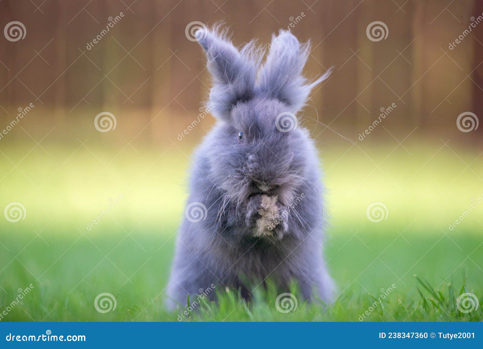 Cute Grey Fluffy Rabbit Sitting on Grass Backyard Stock Photo - Image ...
