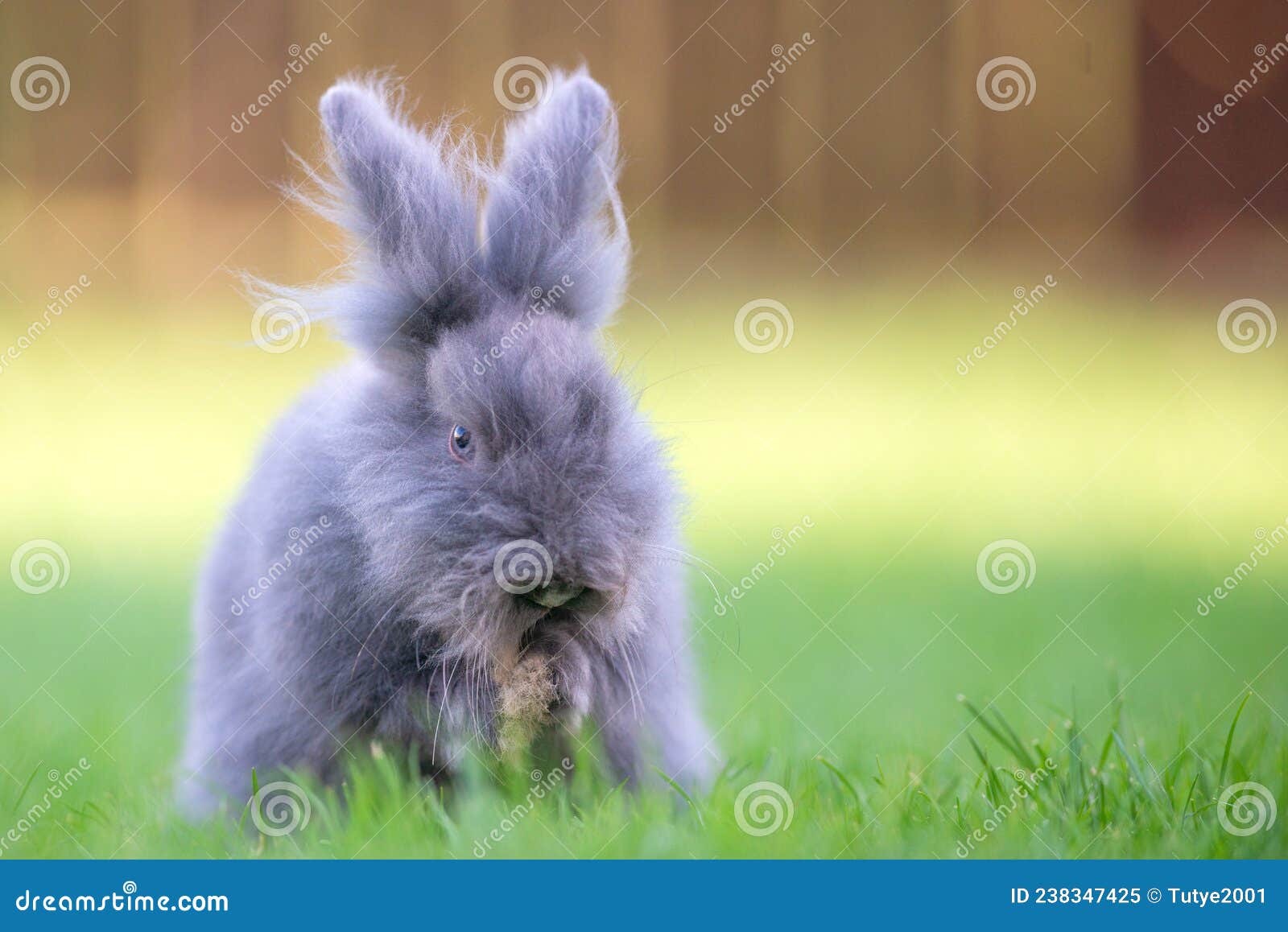 Cute Grey Fluffy Rabbit Sitting on Grass Backyard Stock Image - Image ...