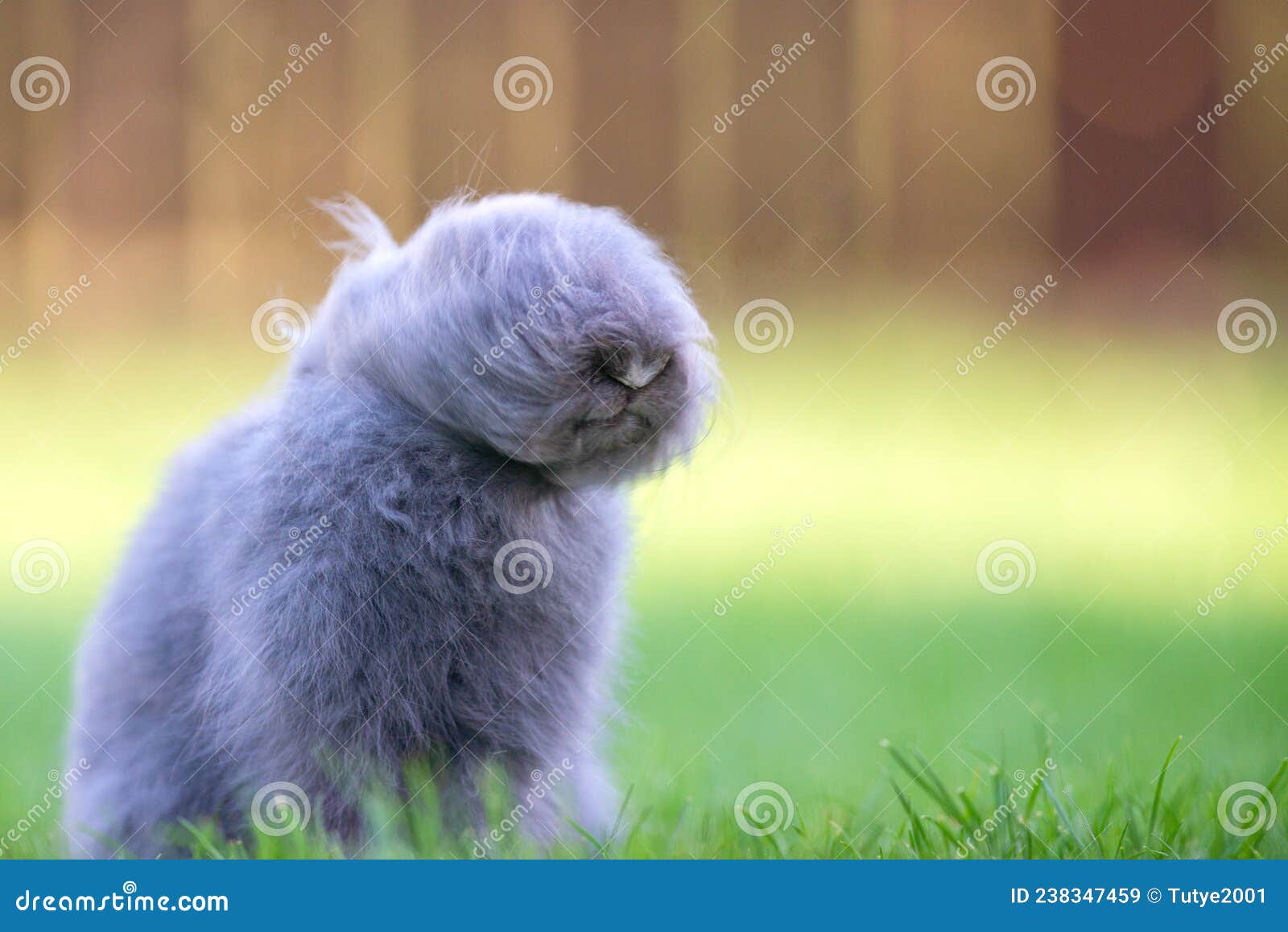 Cute Grey Fluffy Rabbit Sitting on Grass Backyard Stock Image - Image ...