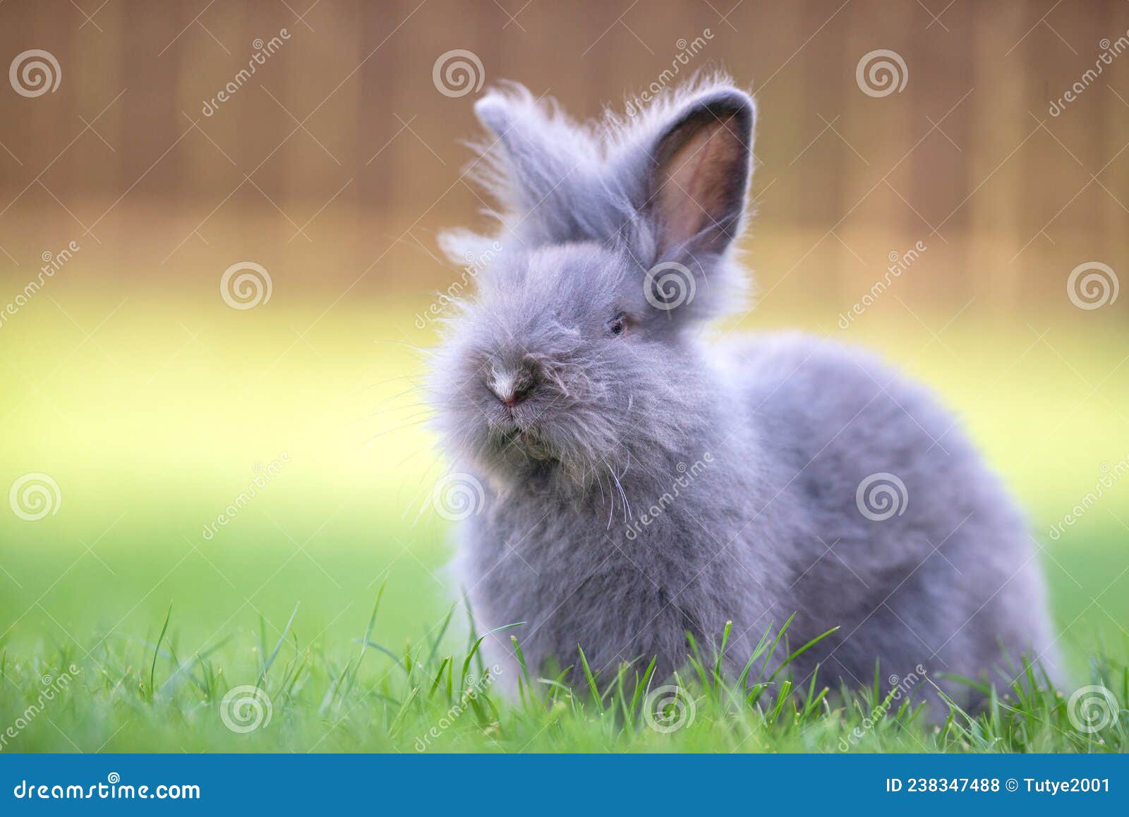 Cute Grey Fluffy Rabbit Sitting on Grass Backyard Stock Photo - Image ...