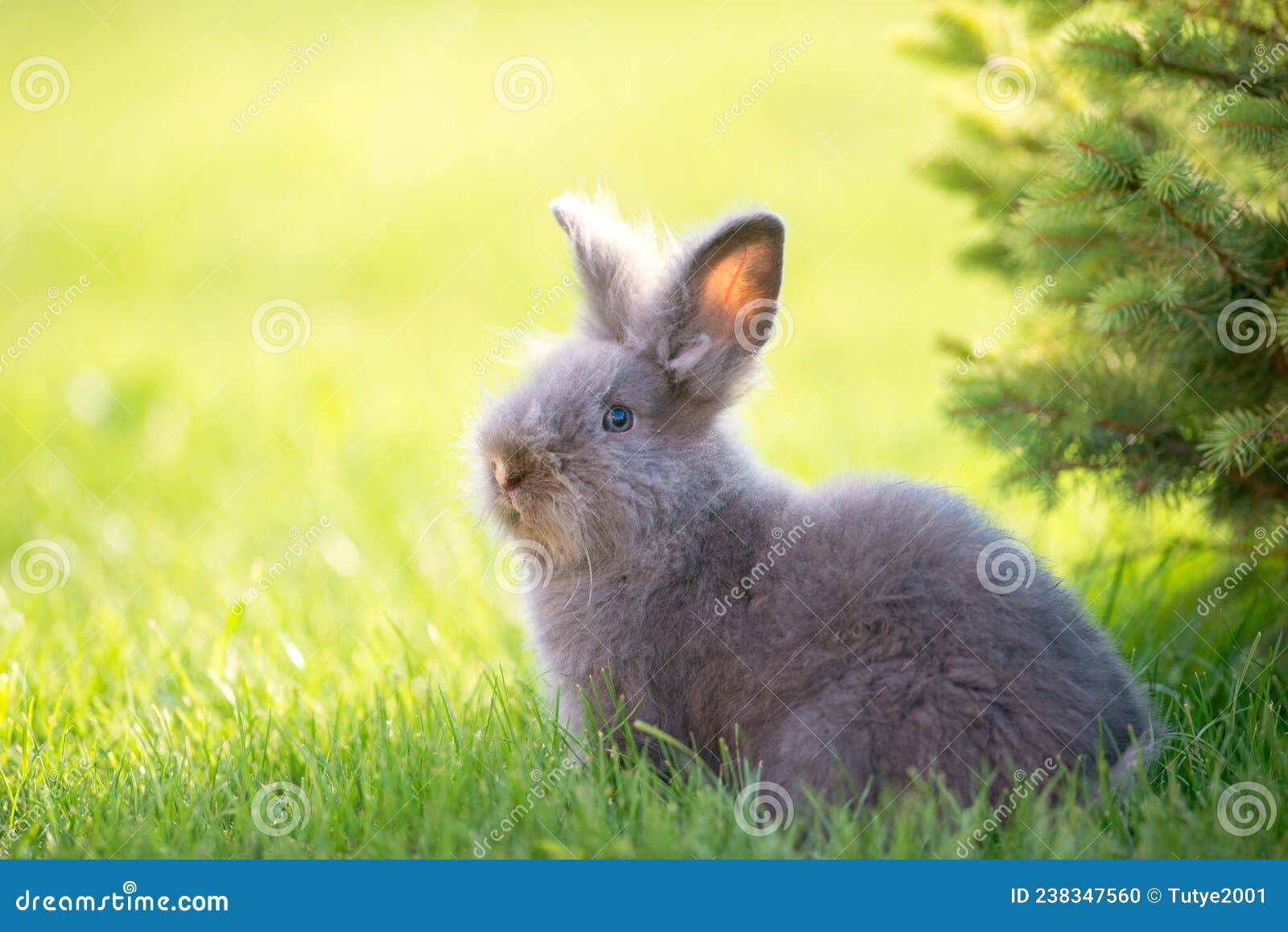 Cute Grey Fluffy Rabbit Sitting on Grass Backyard Stock Photo - Image ...