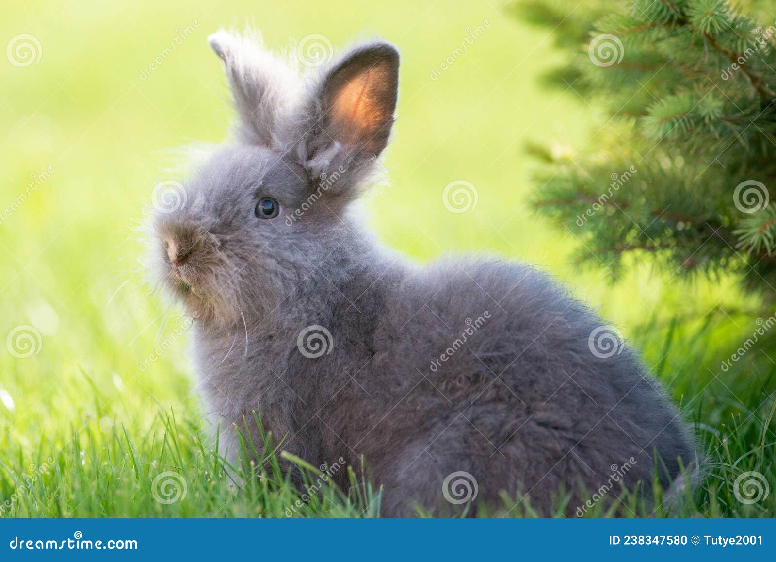 Cute Grey Fluffy Rabbit Sitting on Grass Backyard Stock Photo - Image ...