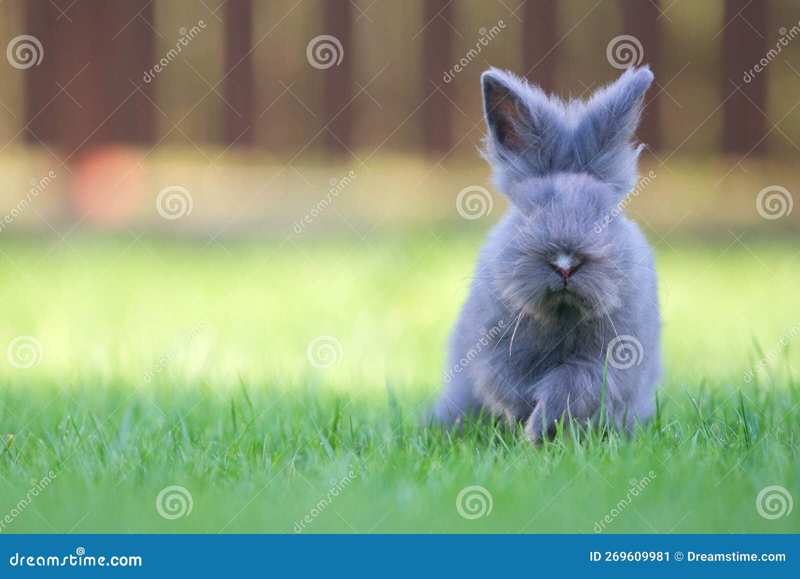 Cute Grey Fluffy Rabbit Running on Grass Backyard Stock Image - Image ...