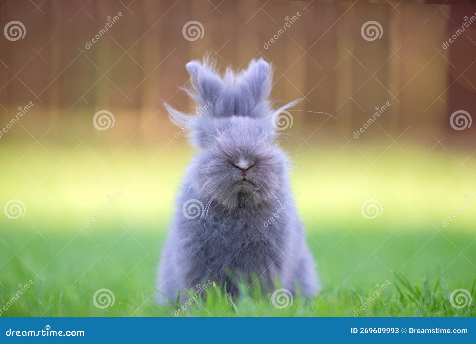 Cute Grey Fluffy Rabbit Running on Grass Backyard Stock Image - Image ...