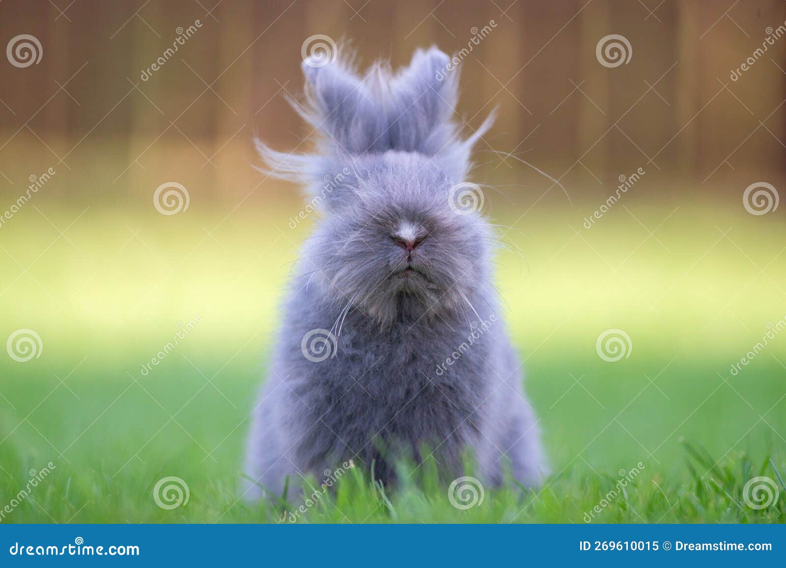 Cute Grey Fluffy Rabbit Running on Grass Backyard Stock Image - Image ...