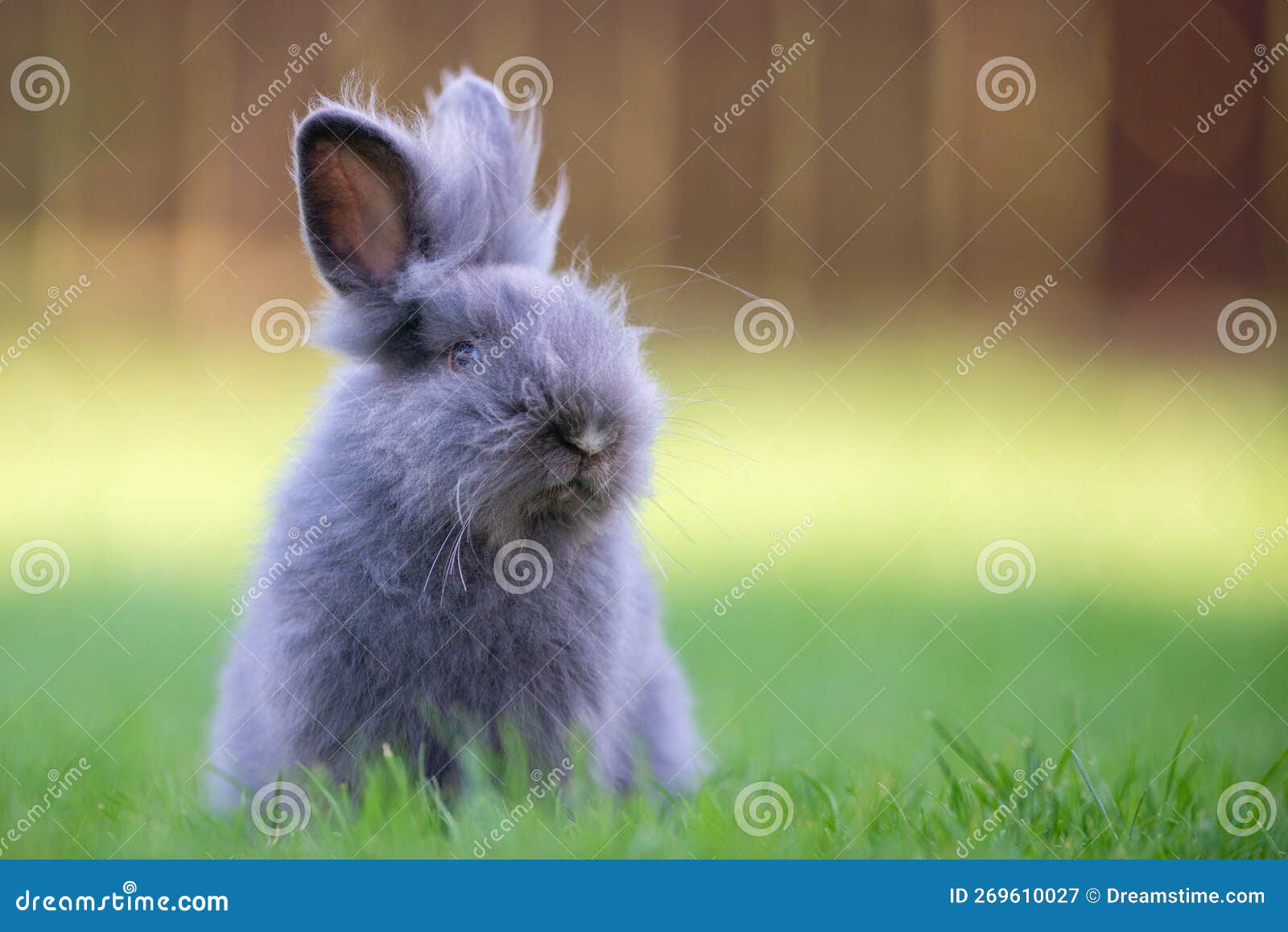 Cute Grey Fluffy Rabbit Running on Grass Backyard Stock Image - Image ...