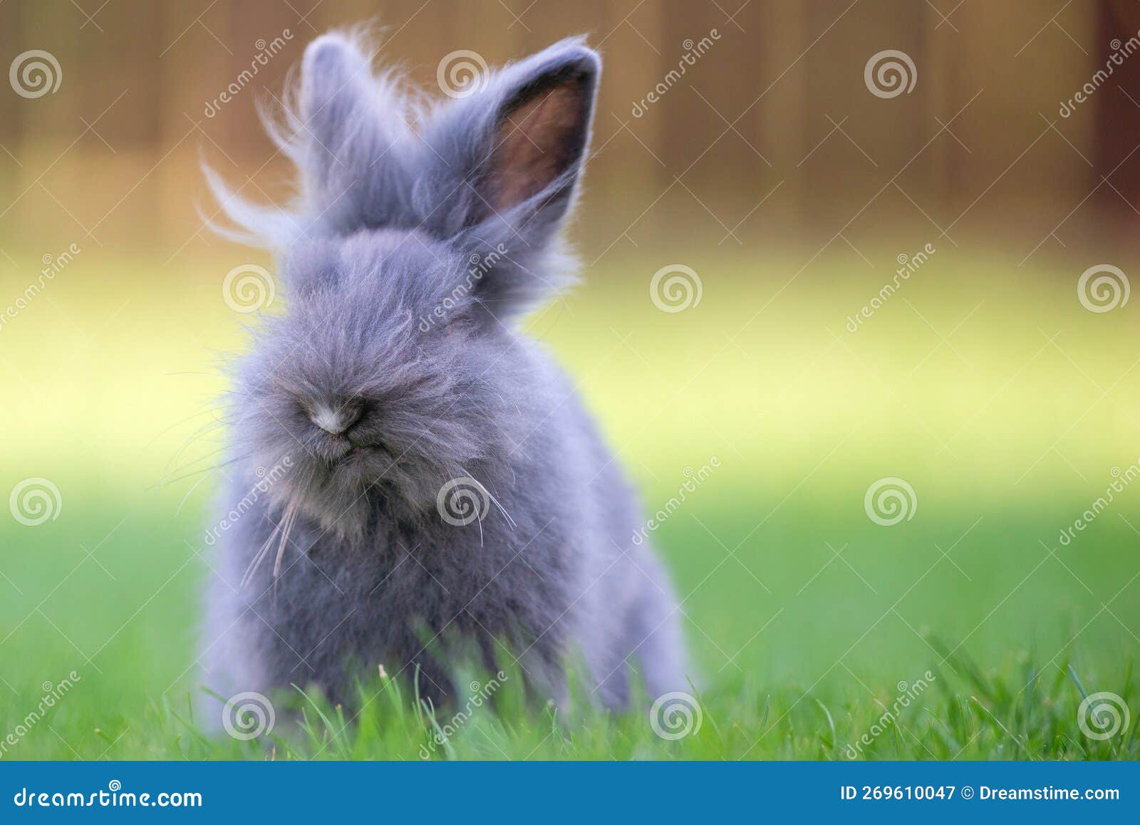 Cute Grey Fluffy Rabbit Running on Grass Backyard Stock Image - Image ...