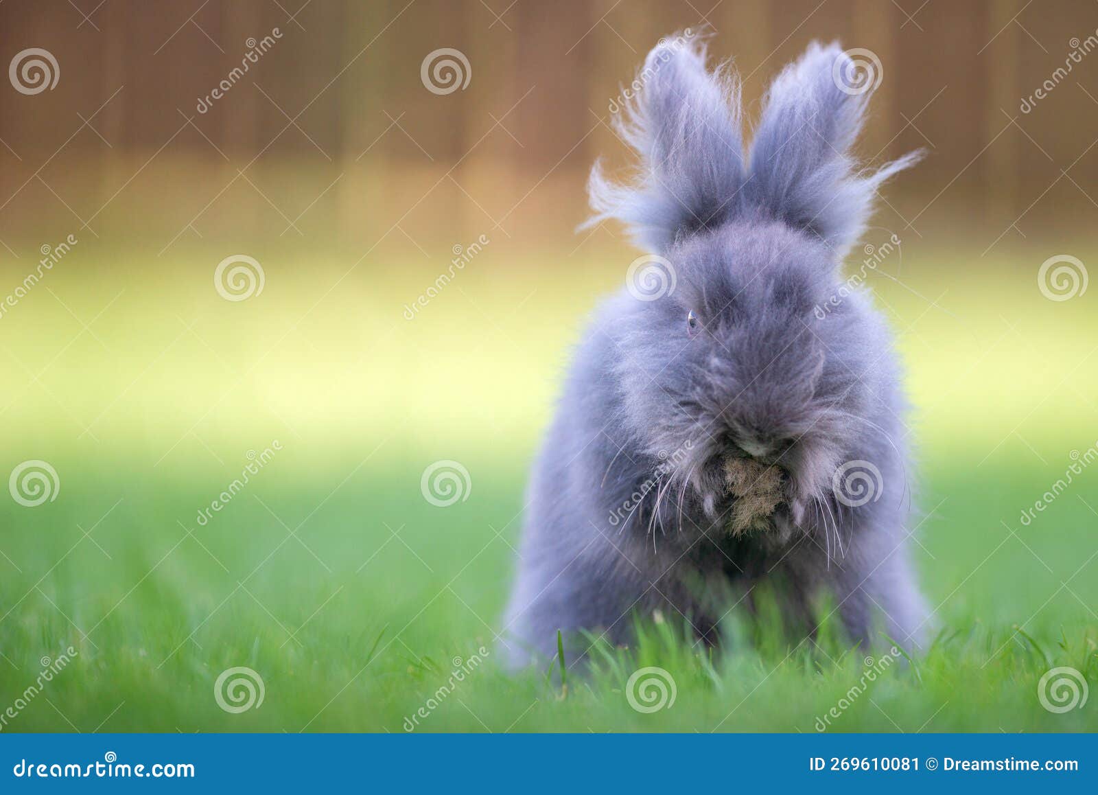 Cute Grey Fluffy Rabbit Running on Grass Backyard Stock Image - Image ...