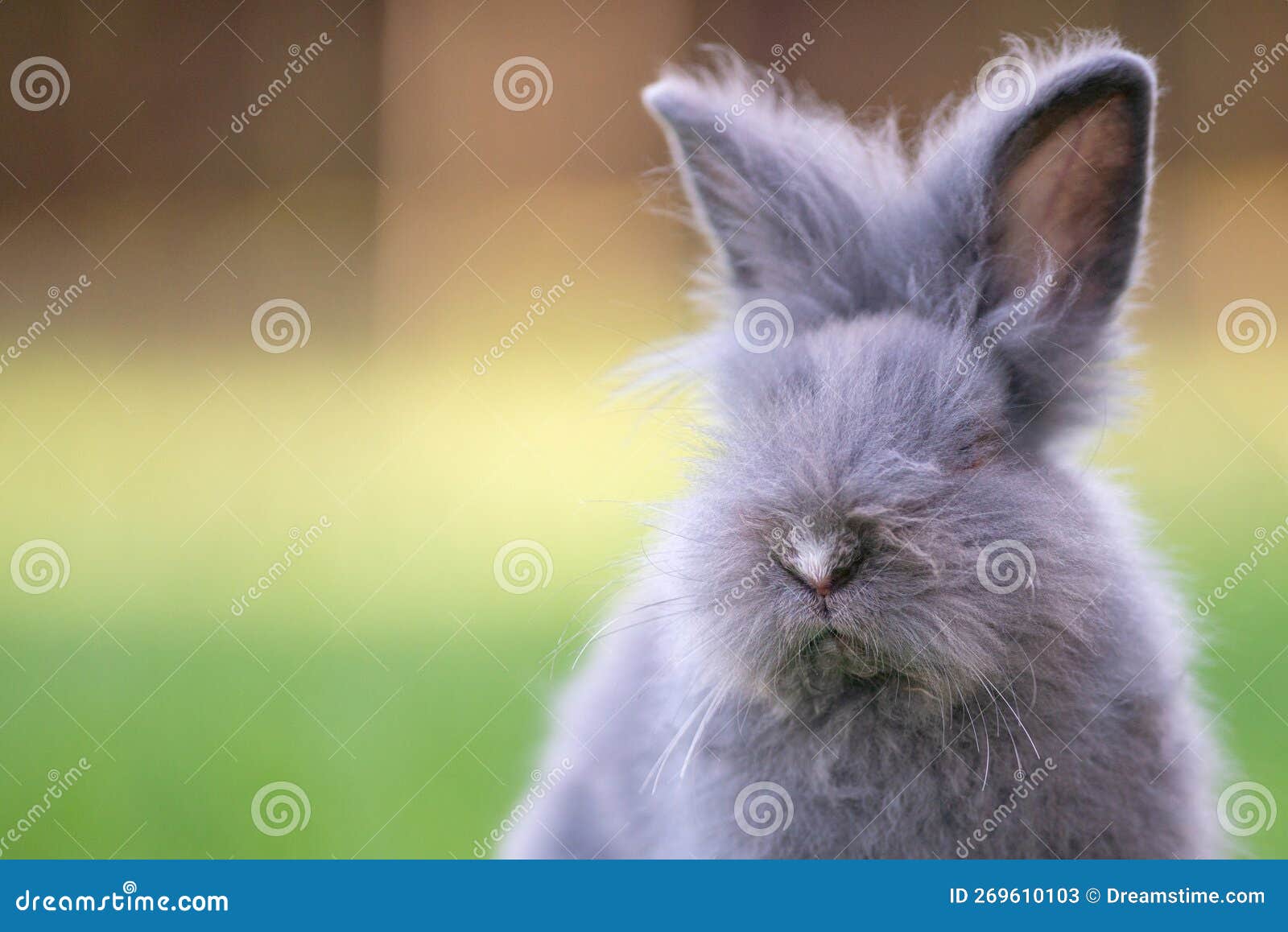 Cute Grey Fluffy Rabbit Running on Grass Backyard Stock Image - Image ...