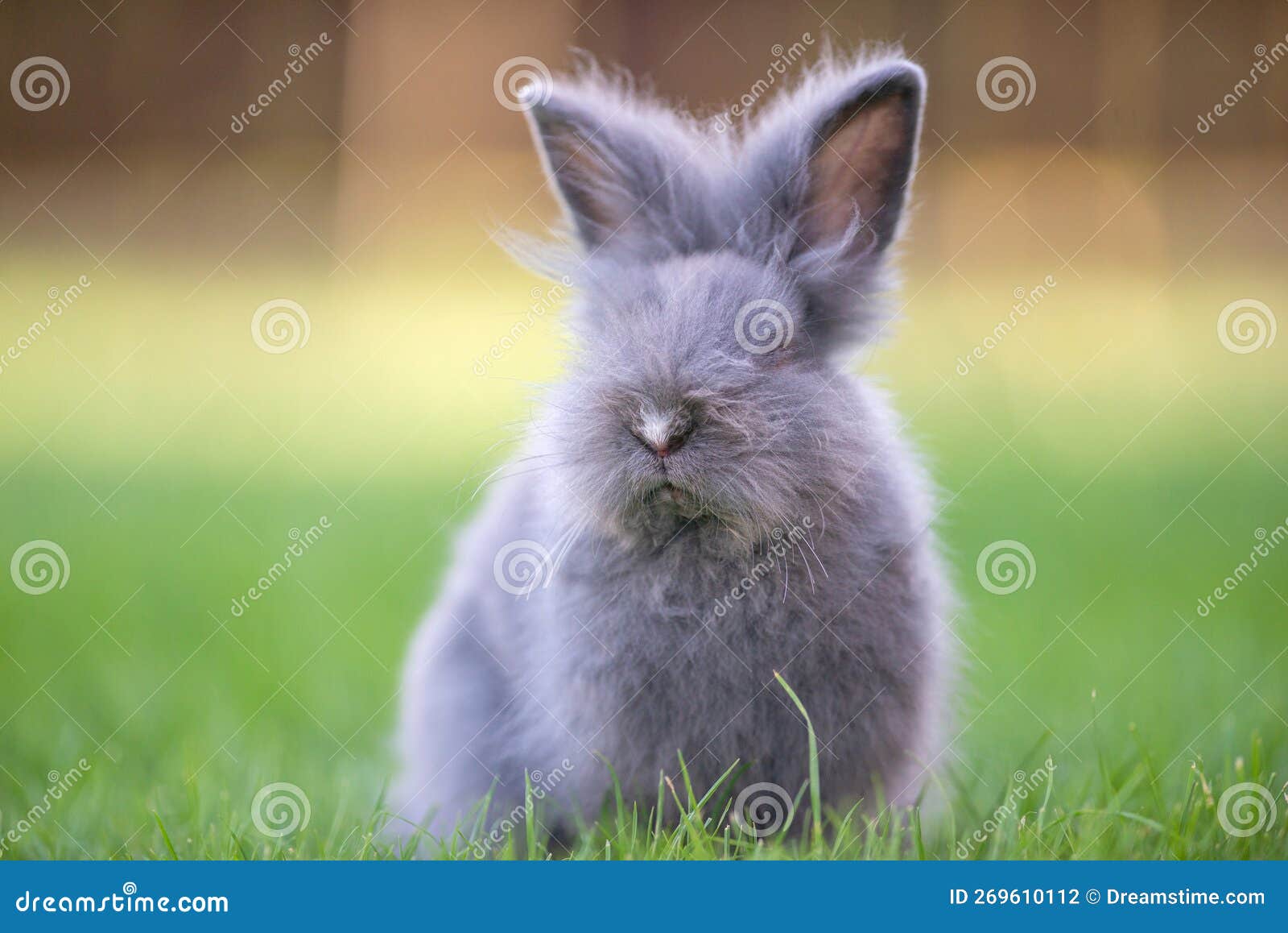 Cute Grey Fluffy Rabbit Running on Grass Backyard Stock Photo - Image ...