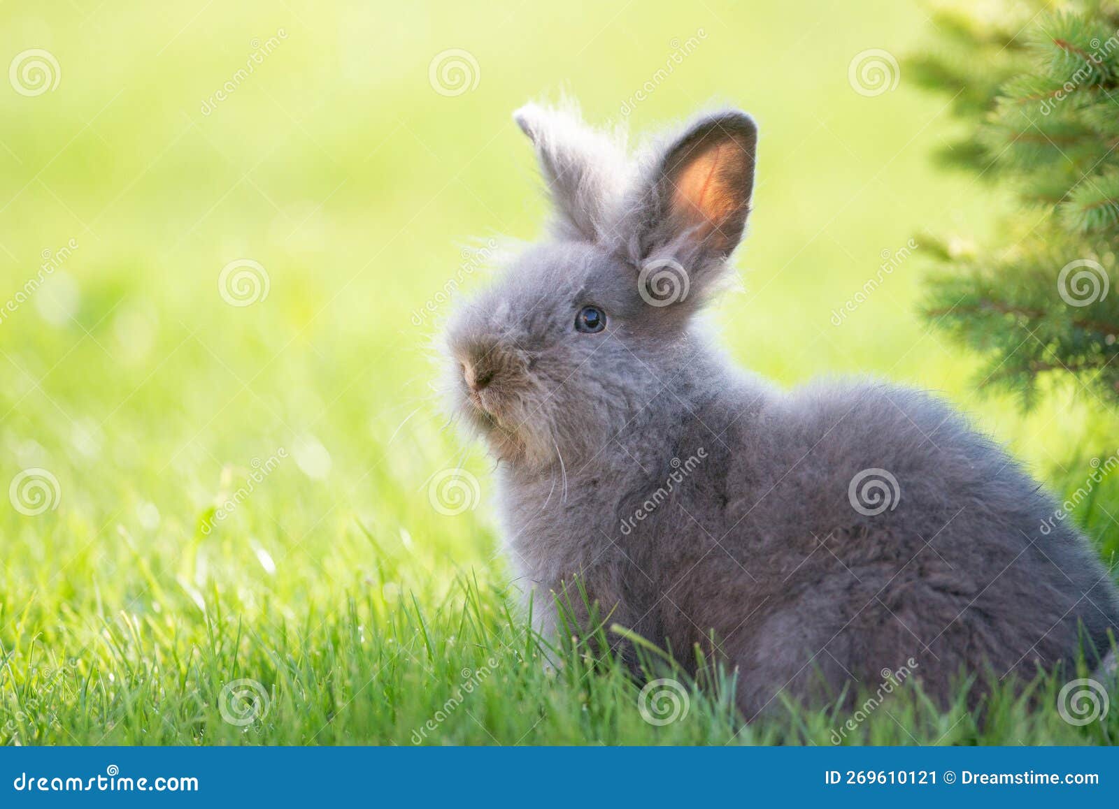Cute Grey Fluffy Rabbit Running on Grass Backyard Stock Image - Image ...