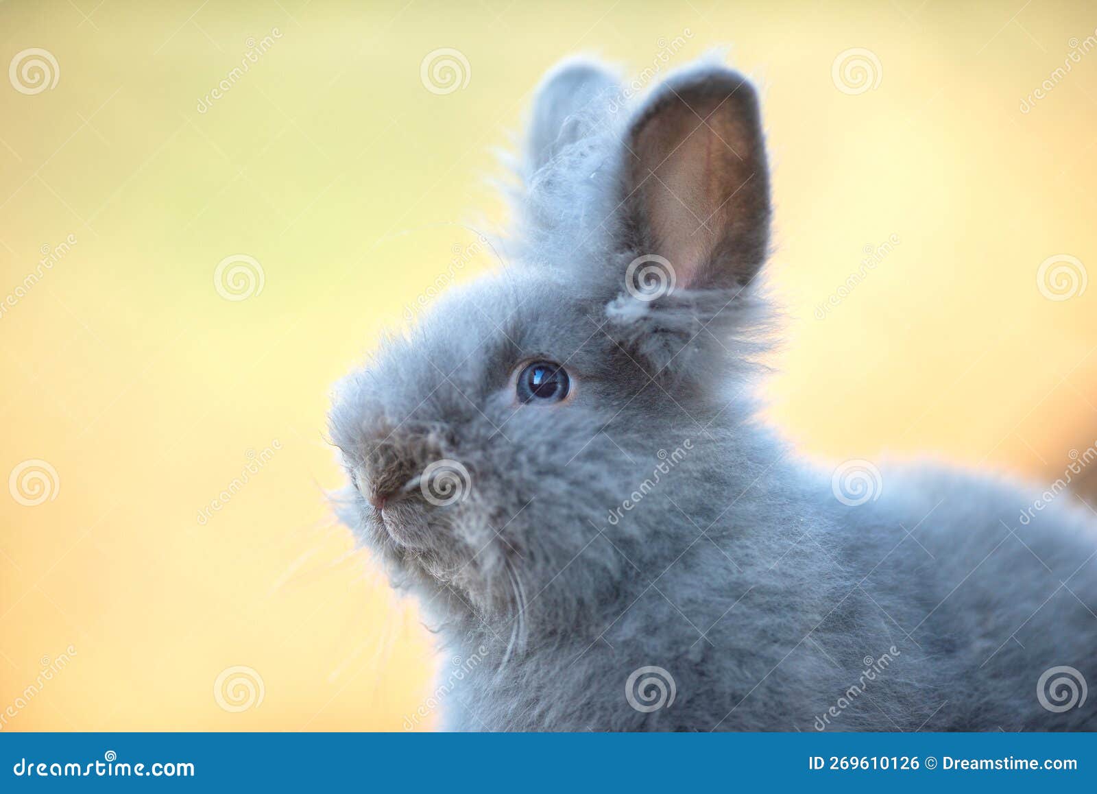 Cute Grey Fluffy Rabbit Running on Grass Backyard Stock Photo - Image ...