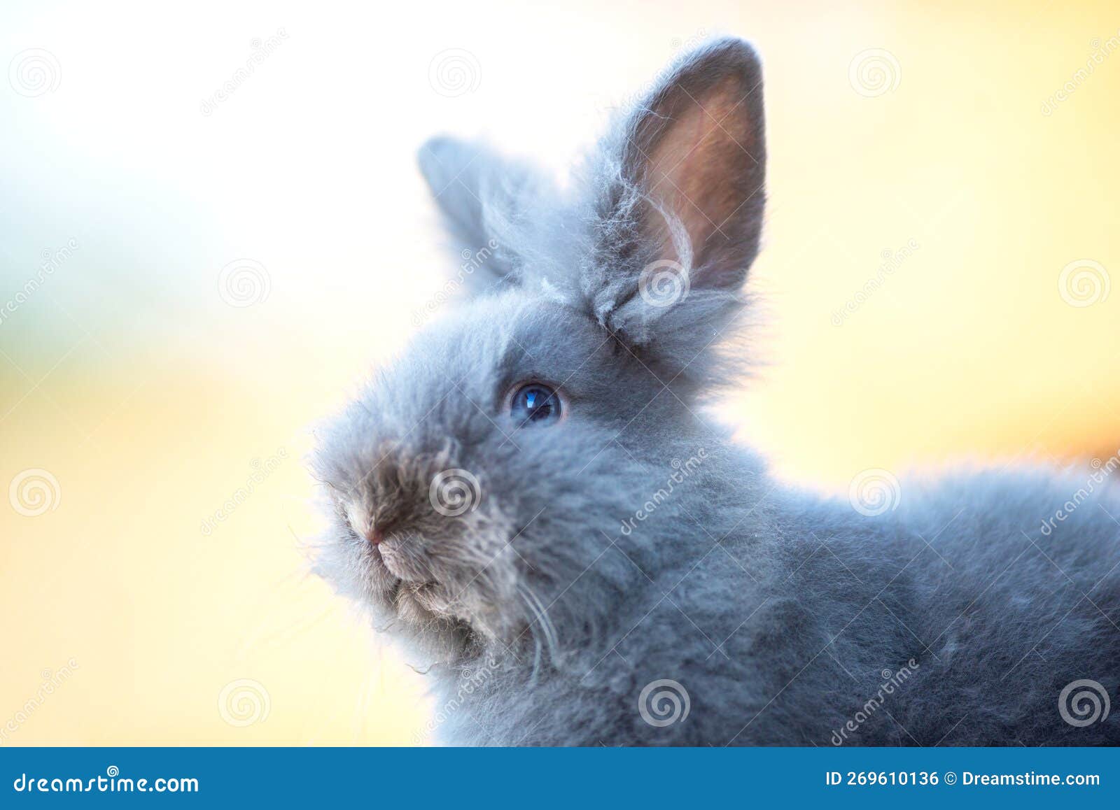 Cute Grey Fluffy Rabbit Running on Grass Backyard Stock Photo - Image ...