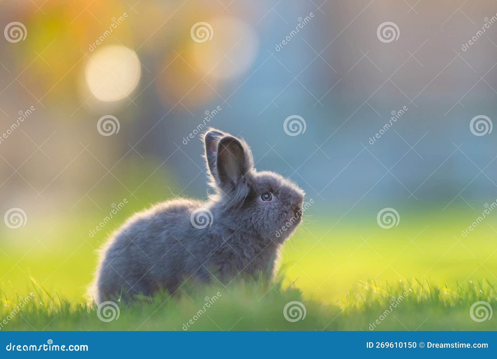 Cute Grey Fluffy Rabbit Running on Grass Backyard Stock Photo - Image ...