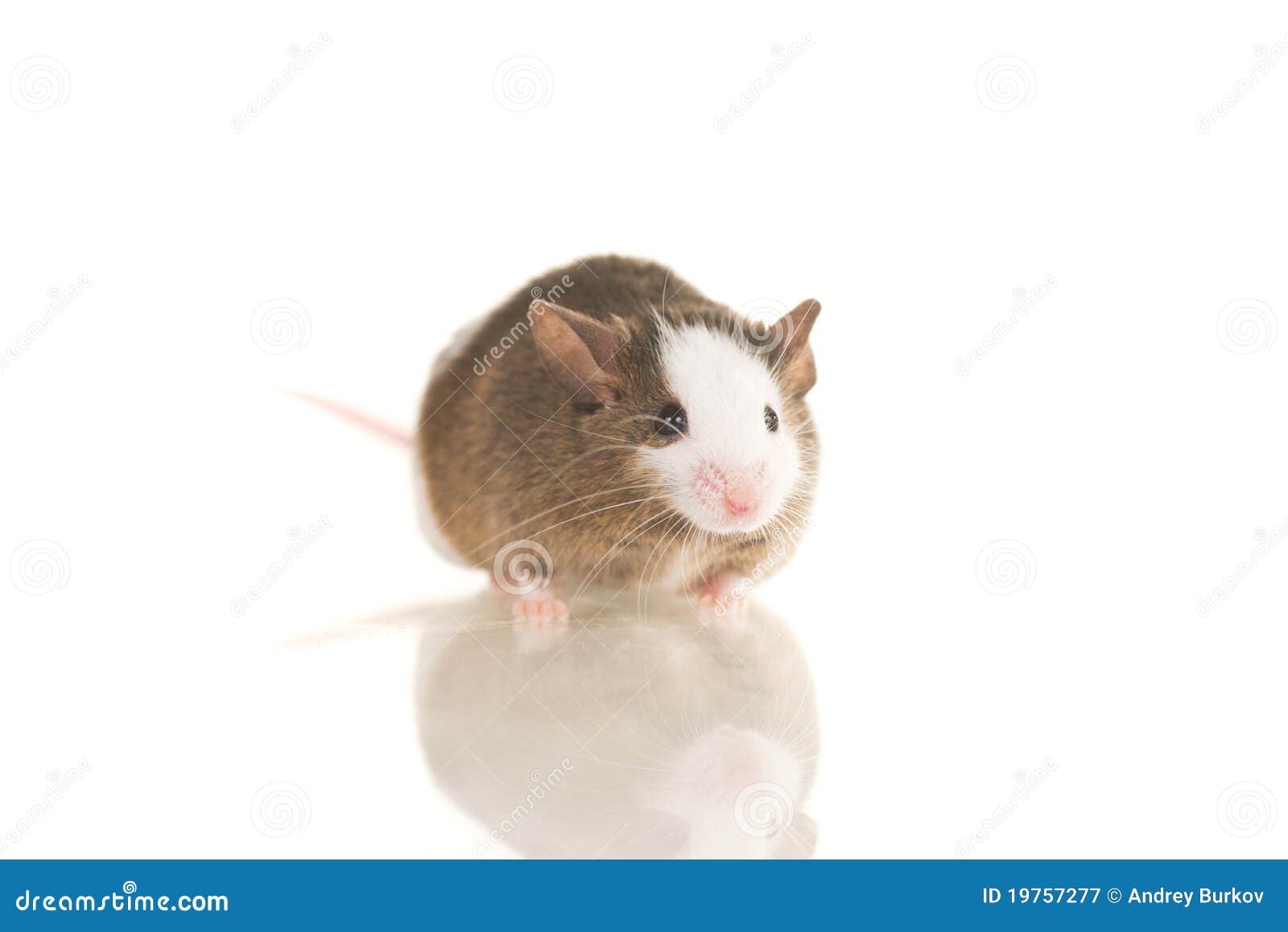 Cute Grey Home Mouse With White Spots Stock Image - Image of sweet ...