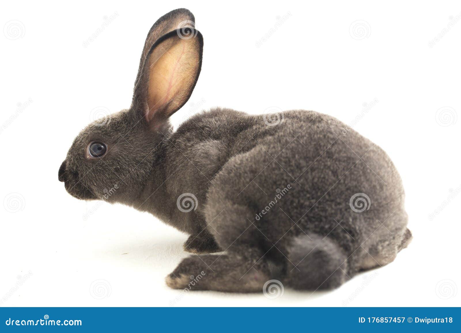 Cute Grey Rabbit Isolated on White Stock Image - Image of gray, easter ...