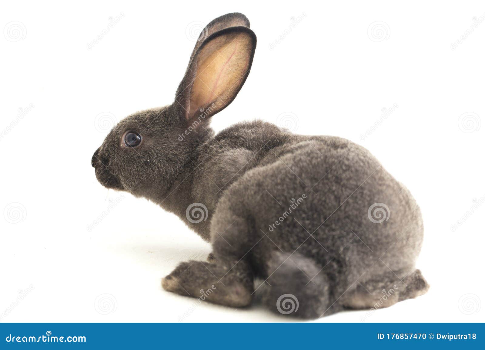 Cute Grey Rabbit Isolated on White Stock Photo - Image of purebred ...