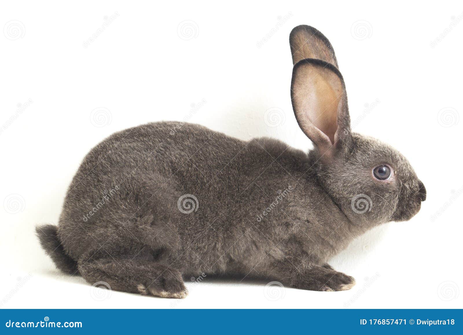 Cute Grey Rabbit Isolated on White Stock Image - Image of portrait ...