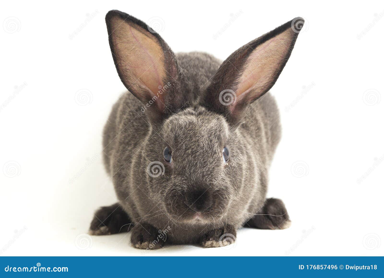 Cute Grey Rabbit Isolated on White Stock Photo - Image of animal, pets ...